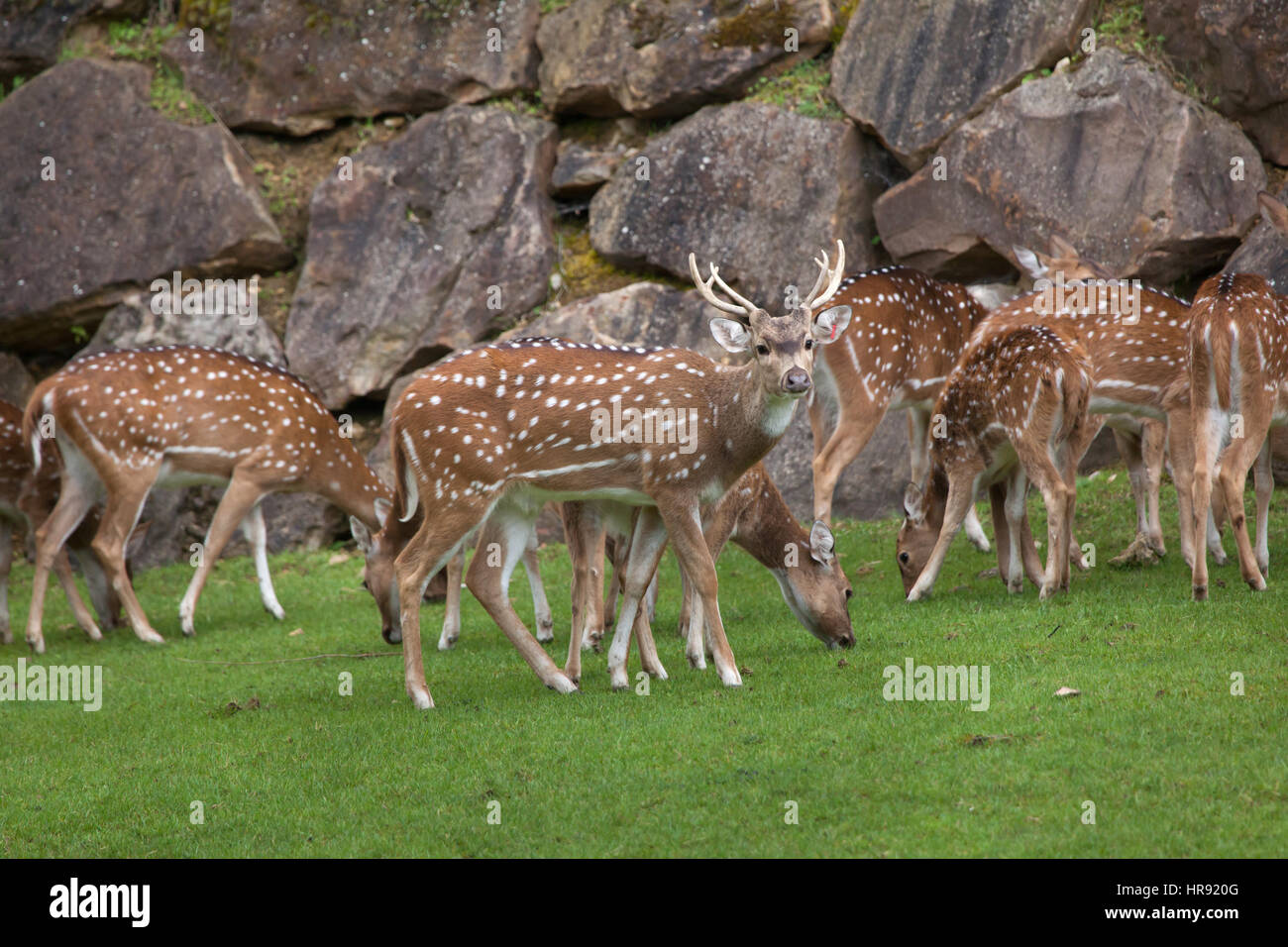 Chital (Axis axis), also known as the spotted deer or axis deer Stock ...