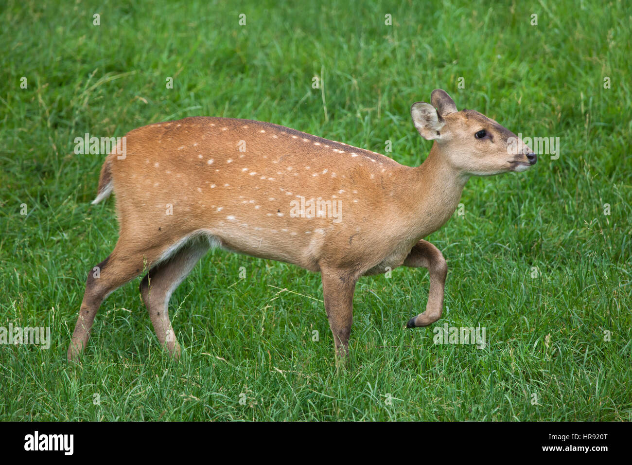 Indian hog deer hi-res stock photography and images - Alamy