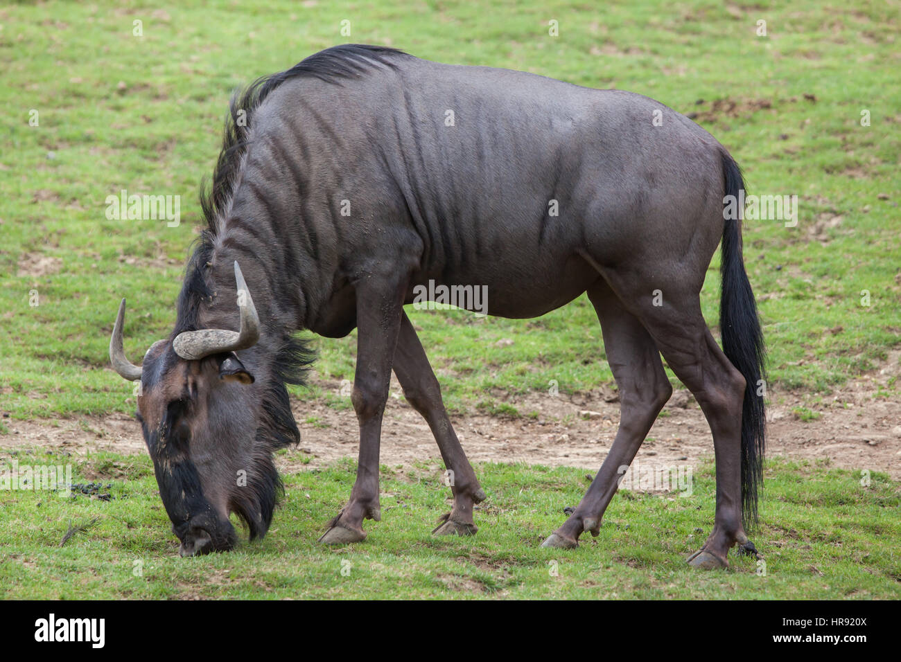 Blue wildebeests (Connochaetes taurinus taurinus), also known as the ...