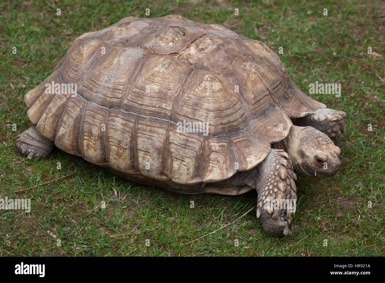 Sulcata Tortoises High Resolution Stock Photography and Images - Alamy