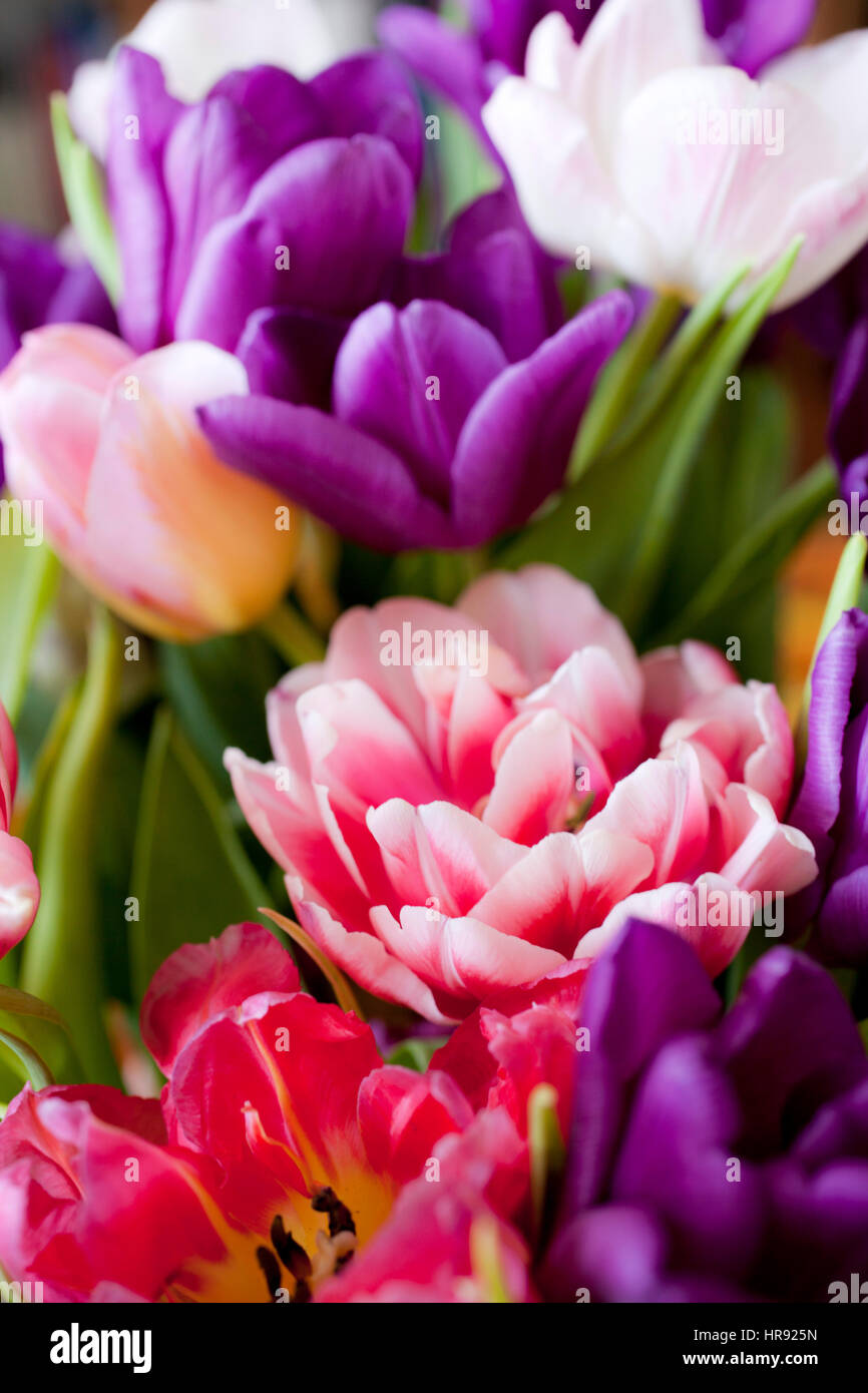 colorful tulips for background Stock Photo - Alamy