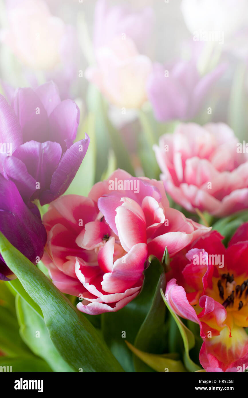 colorful tulips for background Stock Photo - Alamy