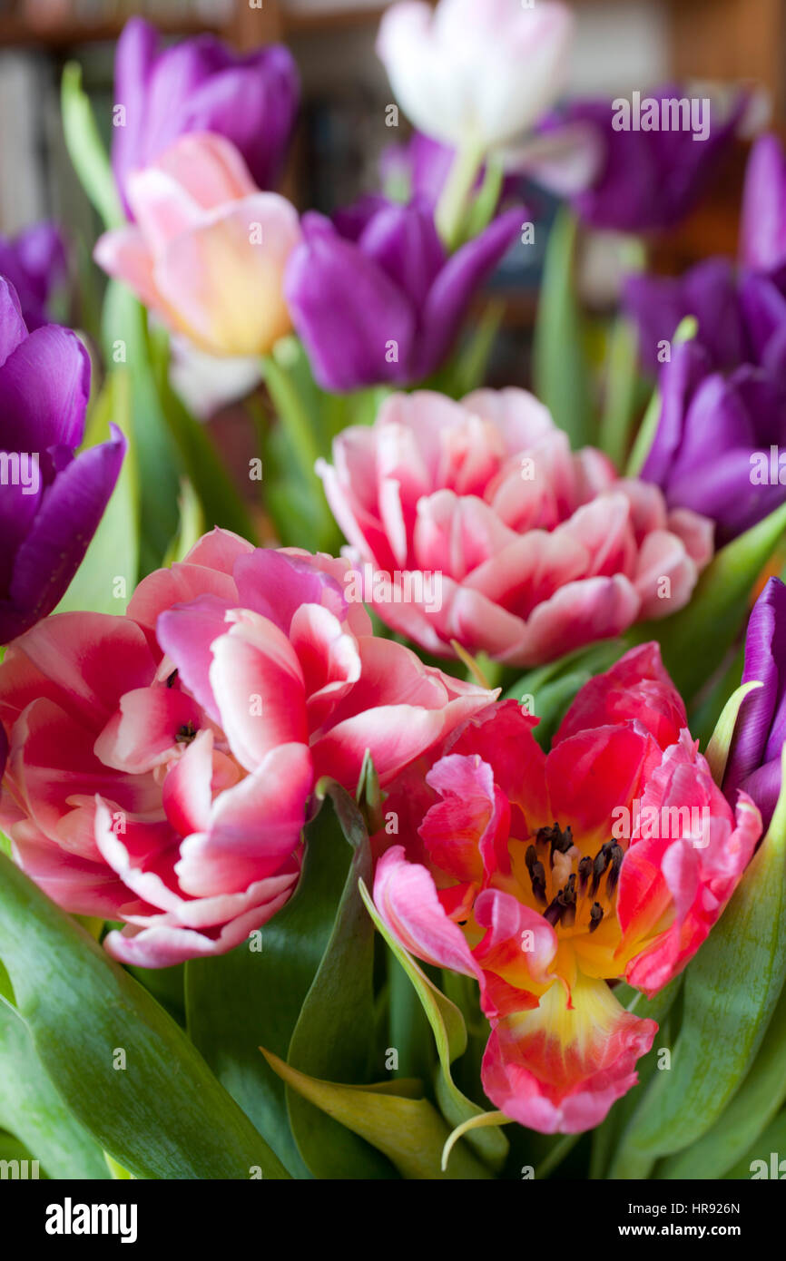 colorful tulips for background Stock Photo - Alamy