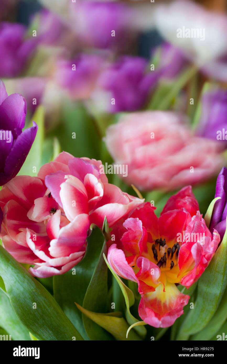 colorful tulips for background Stock Photo - Alamy