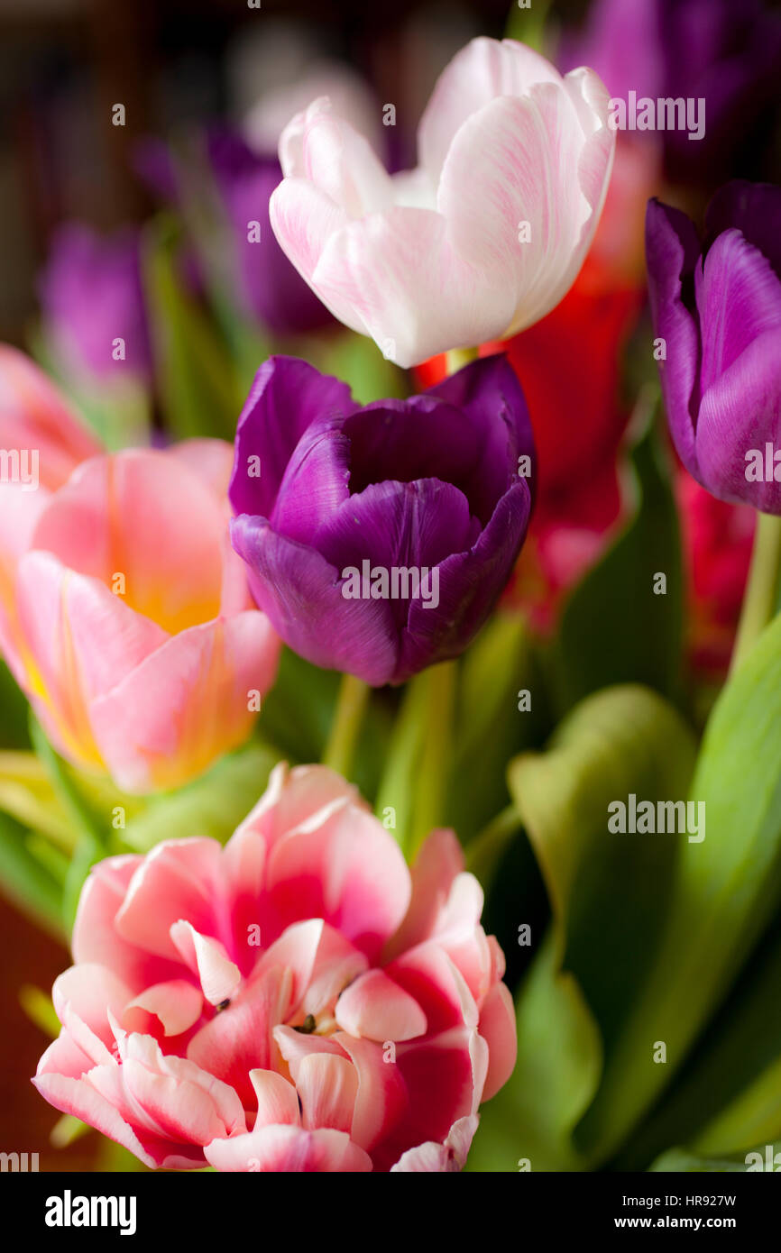 colorful tulips for background Stock Photo - Alamy