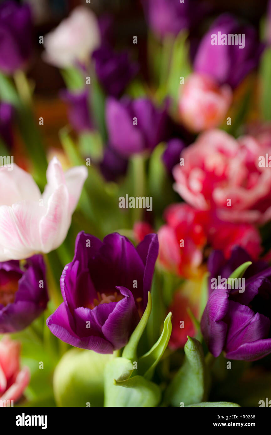colorful tulips for background Stock Photo - Alamy