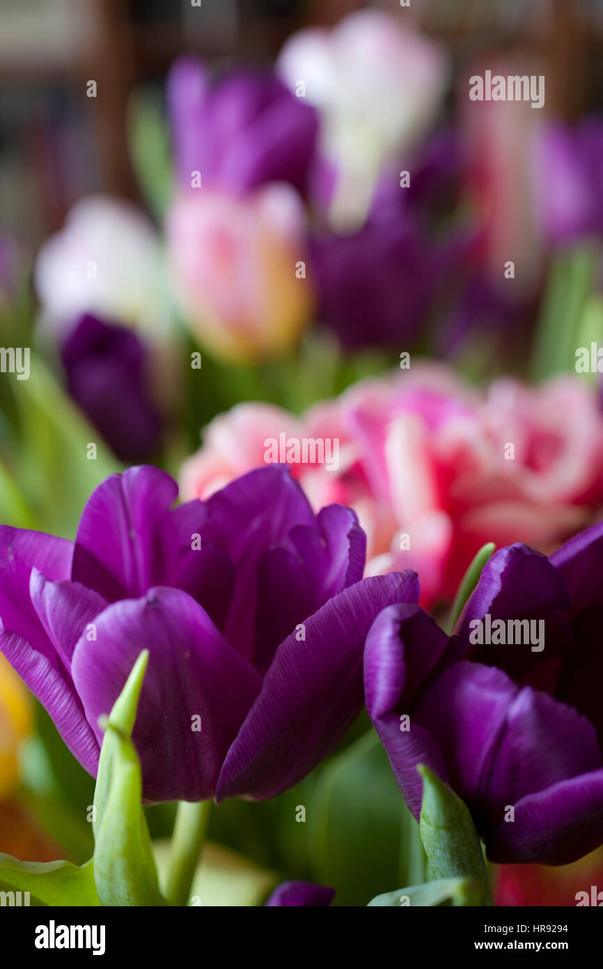 colorful tulips for background Stock Photo - Alamy