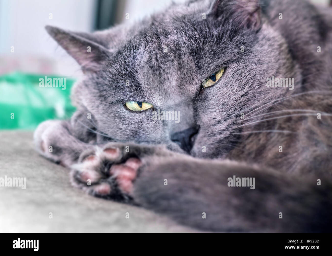 Adult grey cat with yellow eyes half asleep Stock Photo - Alamy