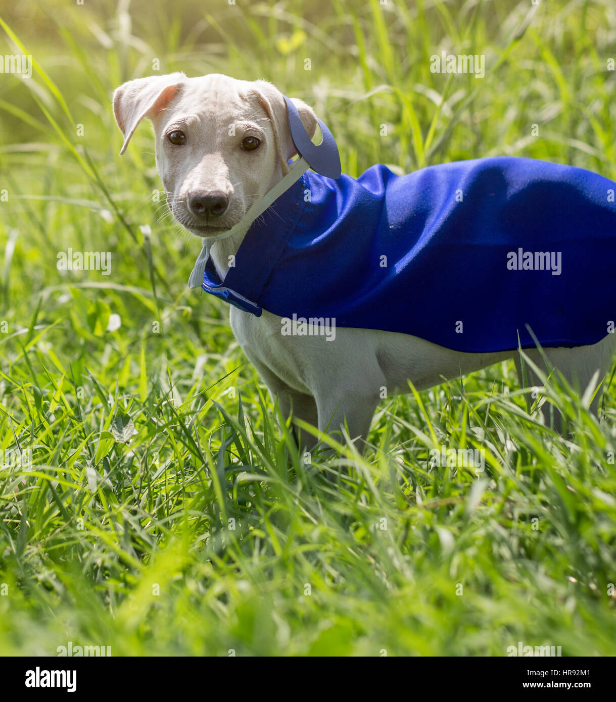 Dog Costume Breed Canine Friend Mammal Animal Stock Photo - Alamy