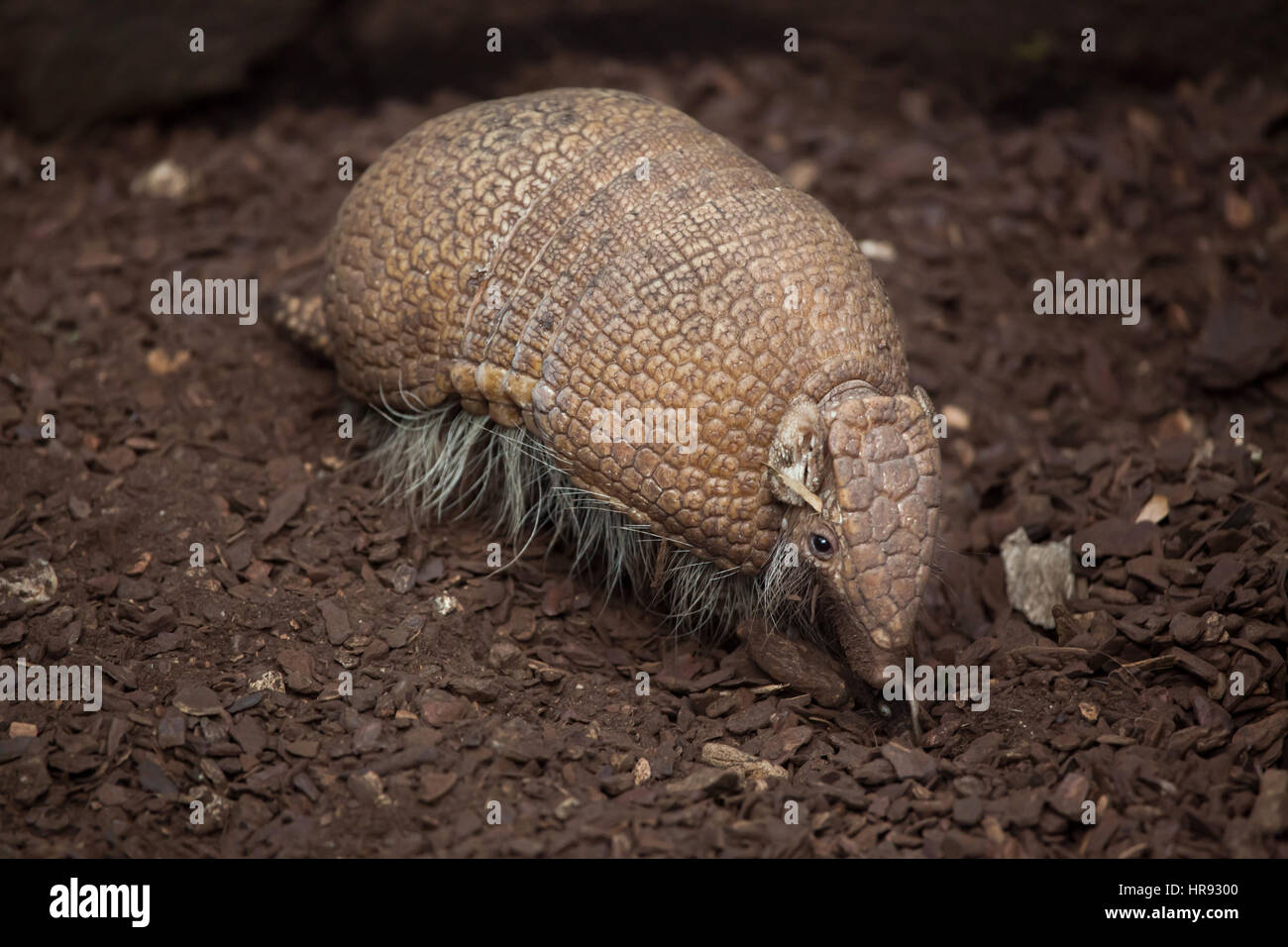 Southern three-banded armadillo (Tolypeutes matacus), also known as the ...