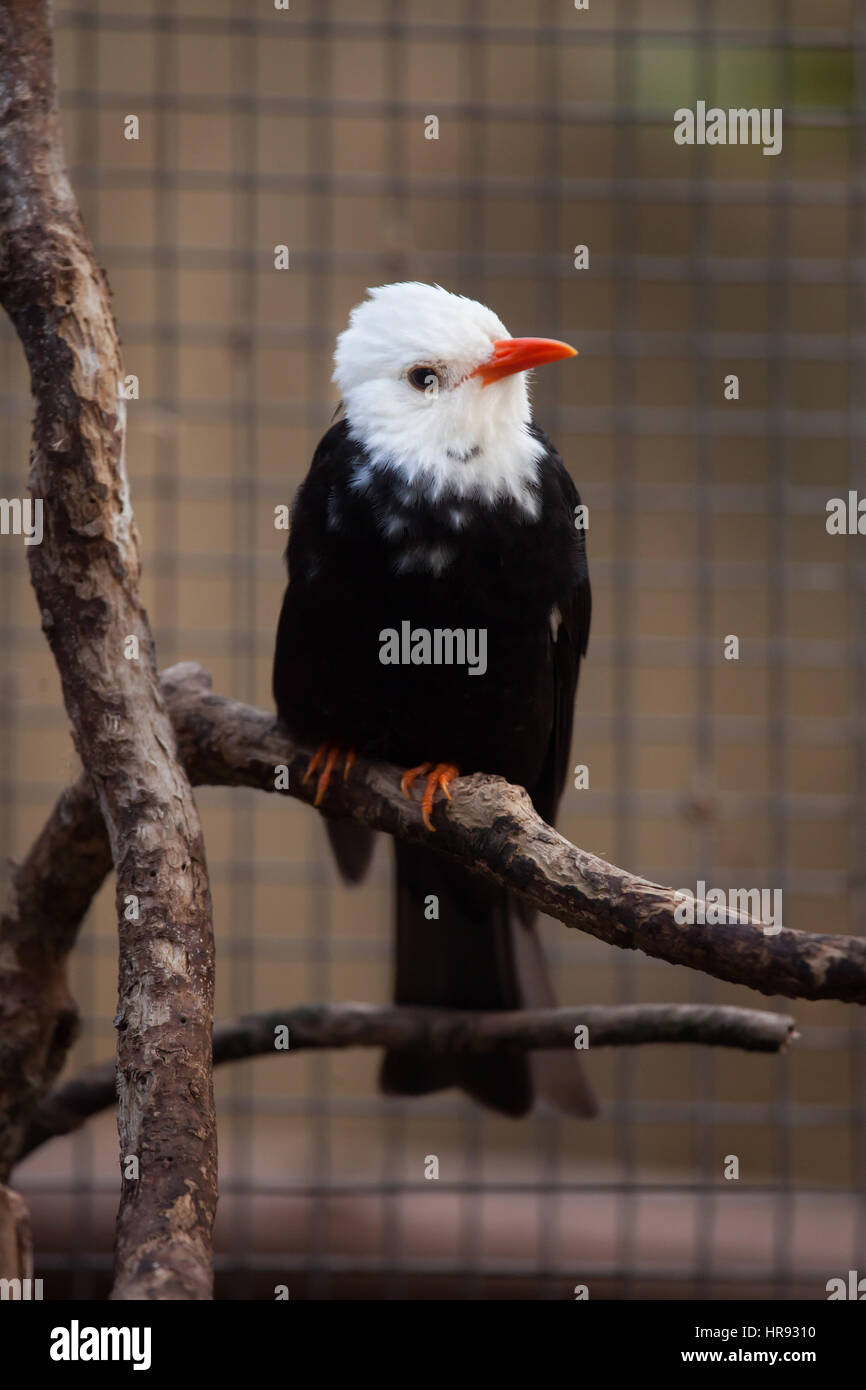 White-headed bulbul (Hypsipetes thompsoni). Wildlife animal Stock Photo ...