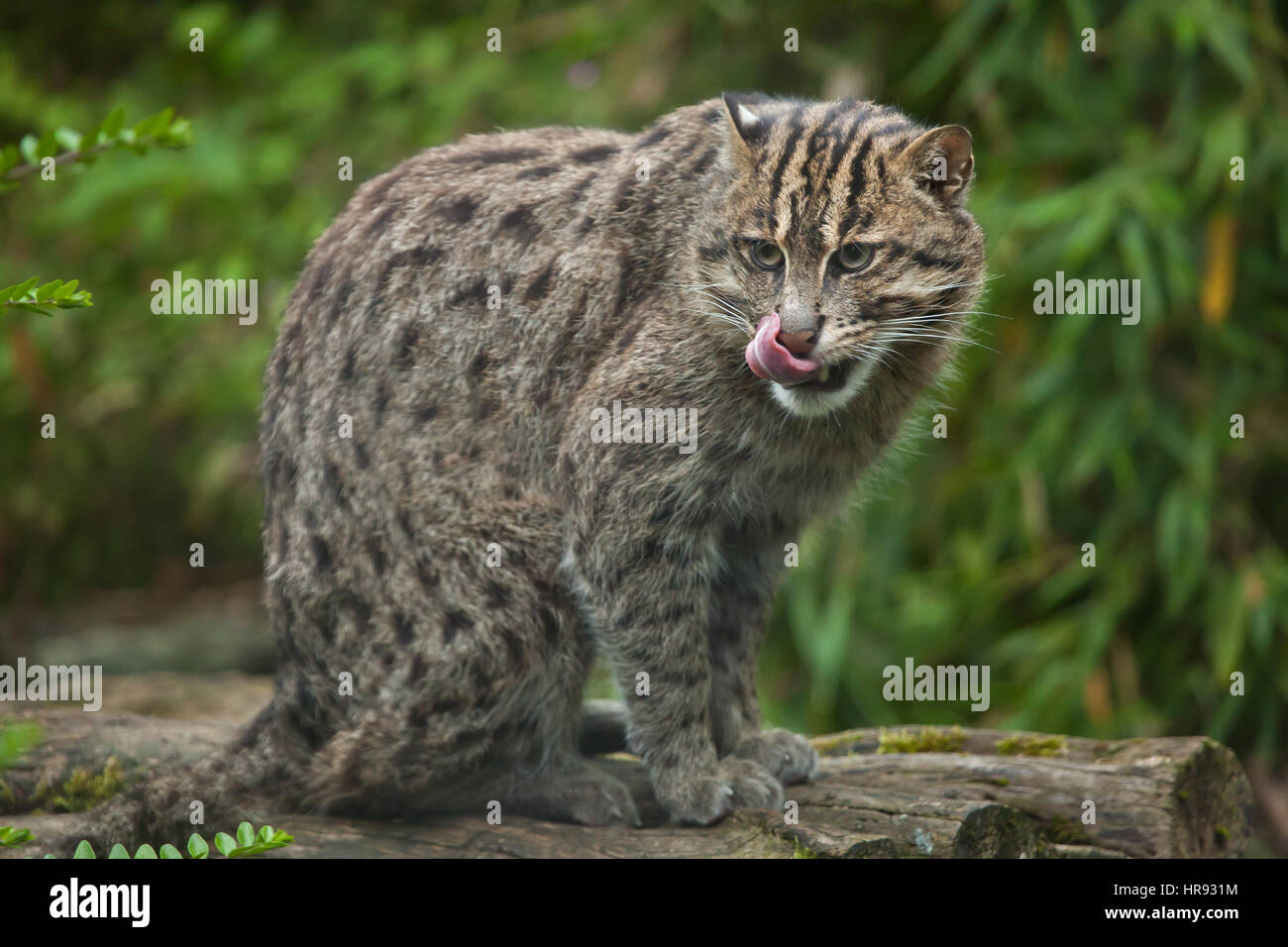 Prionailurus viverrina hi-res stock photography and images - Alamy
