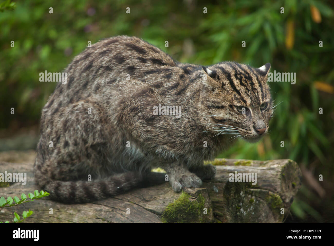 Prionailurus viverrina hi-res stock photography and images - Alamy