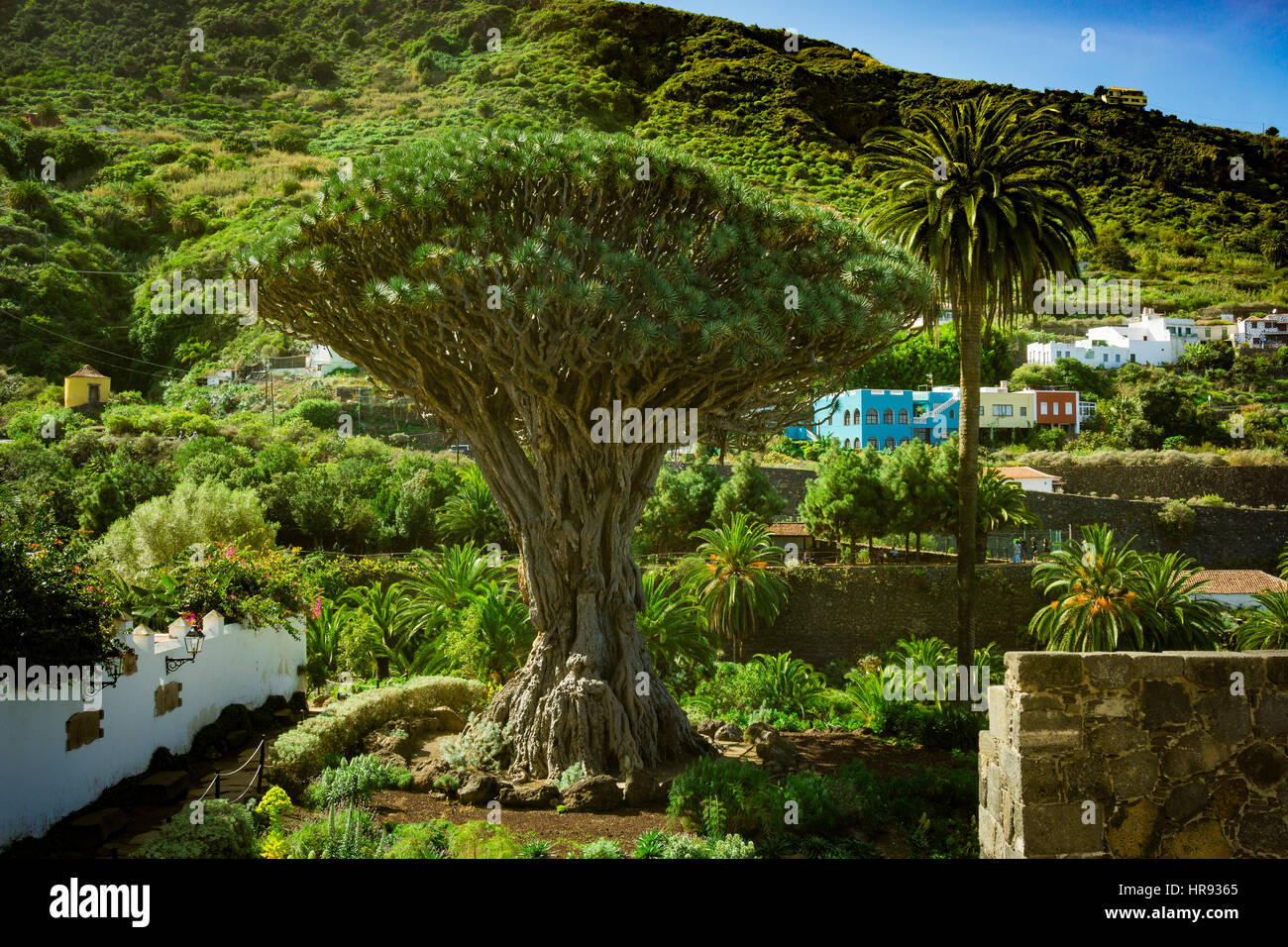 Millennial Drago tree. Tenerife Island. Famous 1000 years old dragon ...