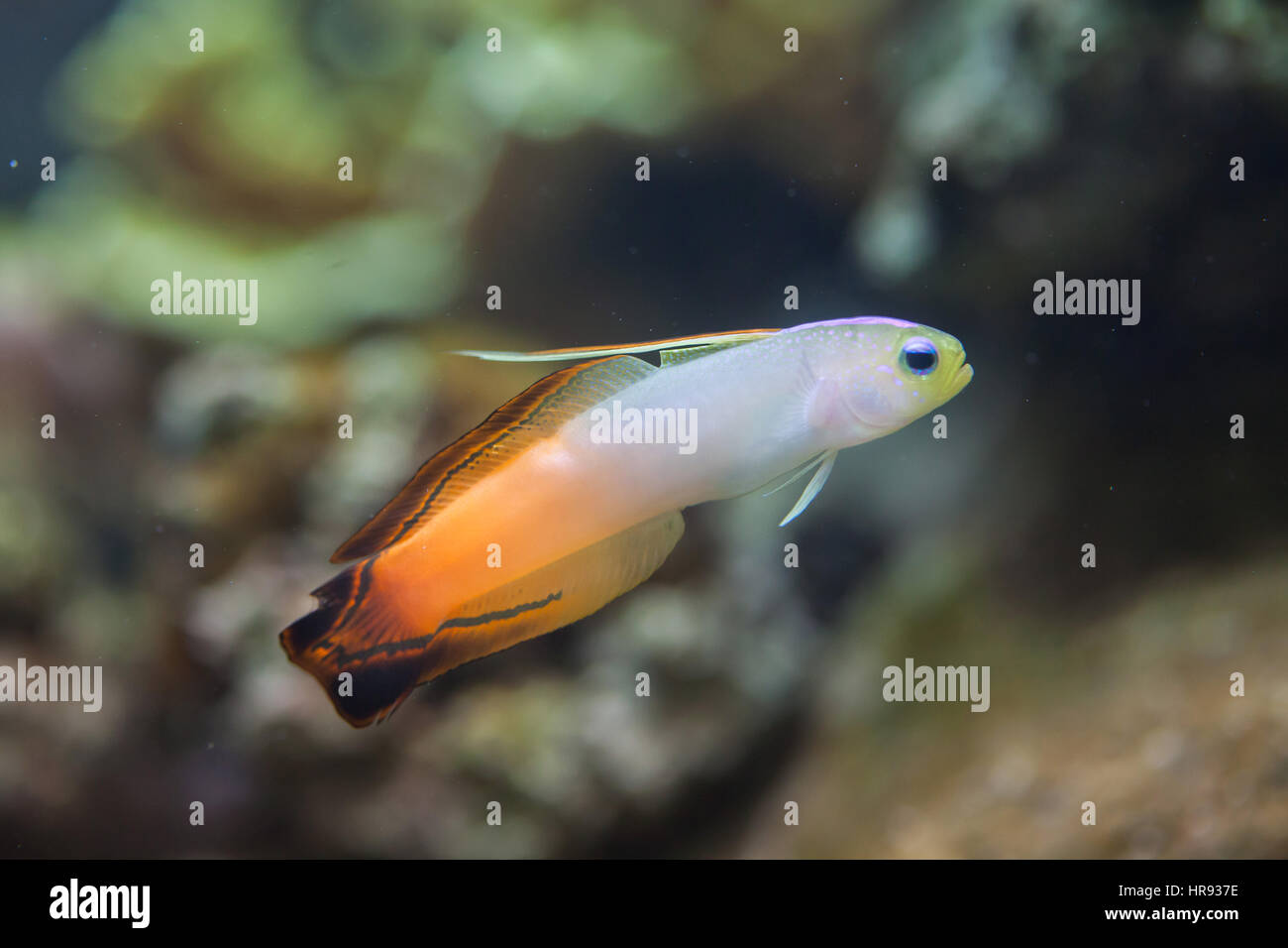 Firefish goby (Nemateleotris magnifica), also known as the fire ...