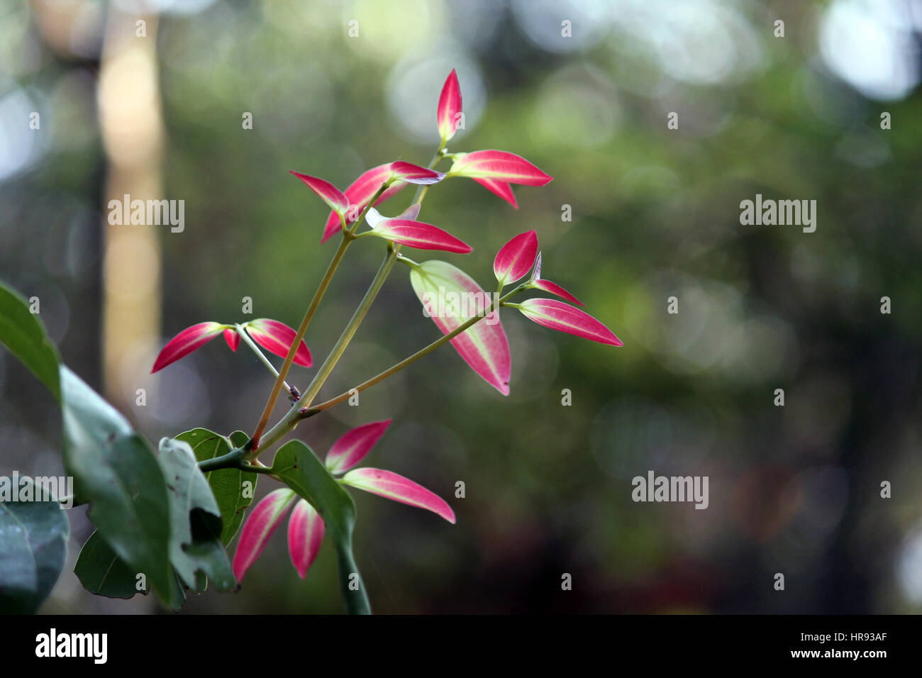 Plants of Kerala Stock Photo - Alamy