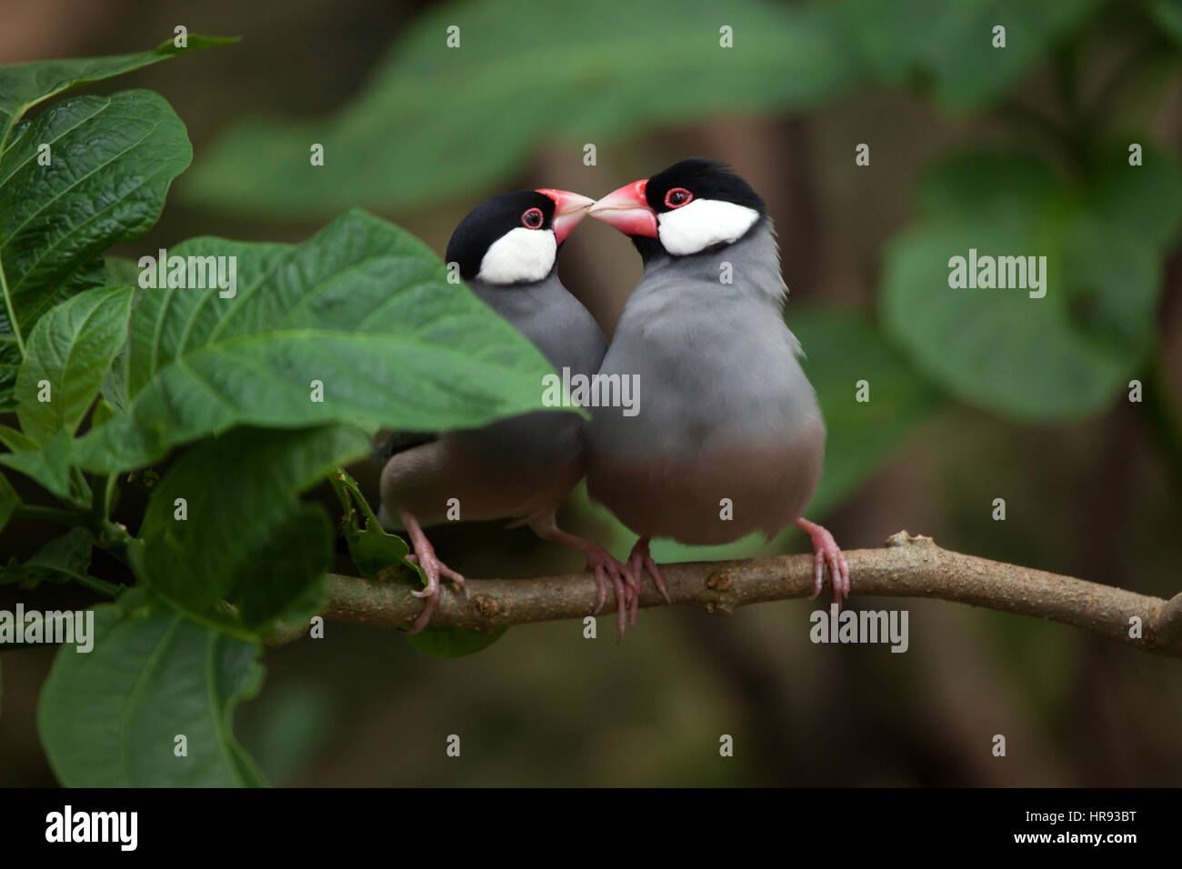 Java sparrow (Lonchura oryzivora), also known as the Java finch or Java rice sparrow Stock Photo ...