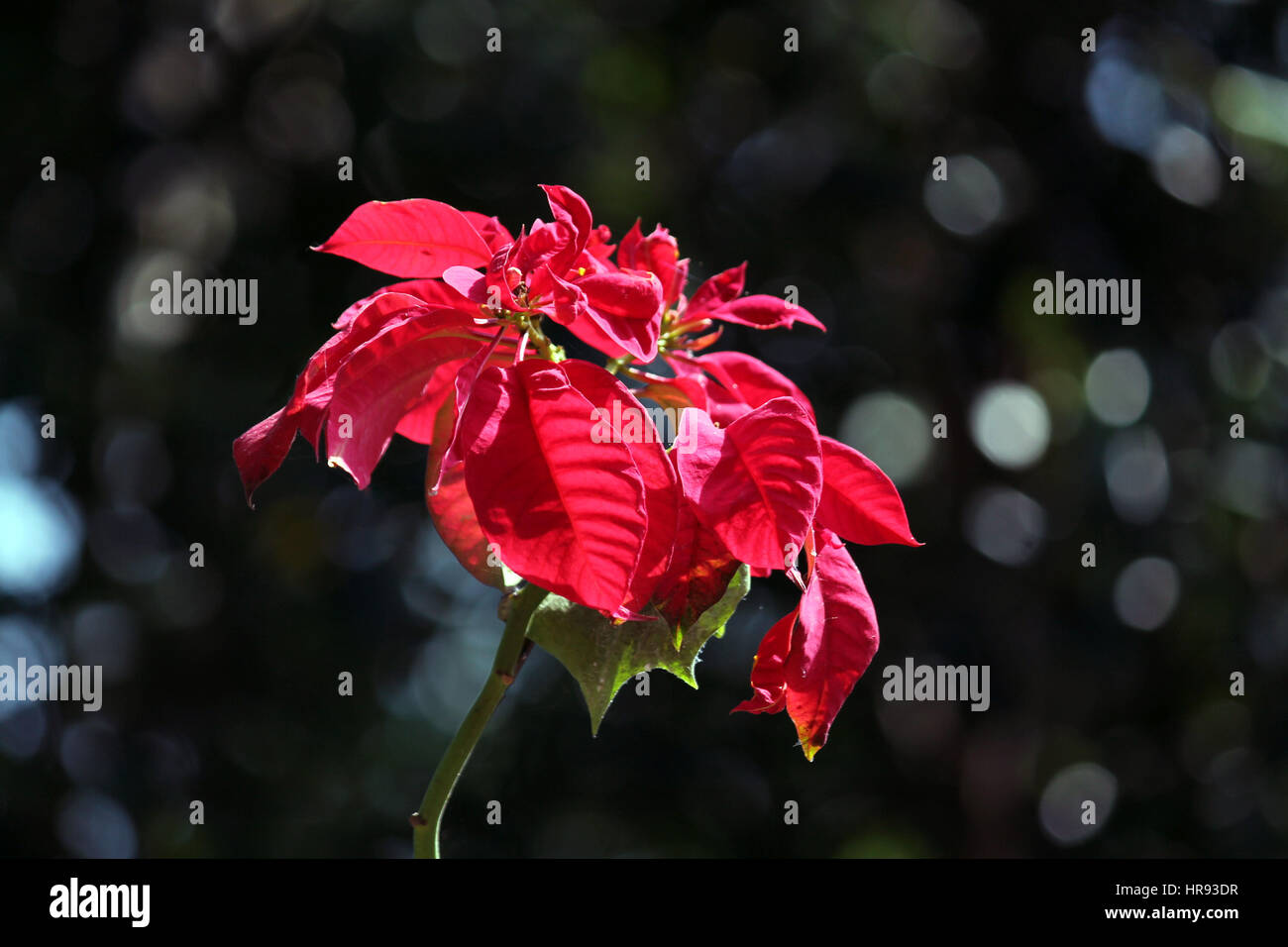 Kerala monsoon hi-res stock photography and images - Alamy