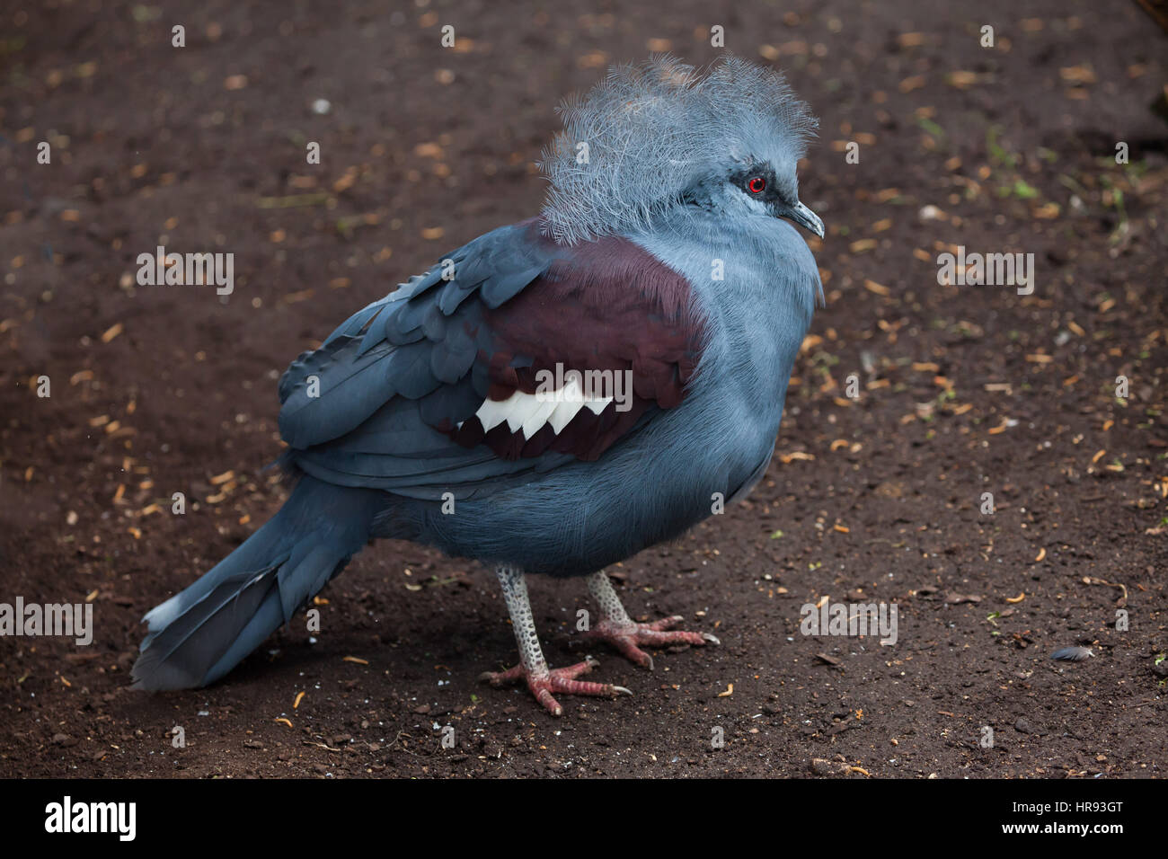 Western crowned pigeon (Goura cristata), also known as the blue crowned ...