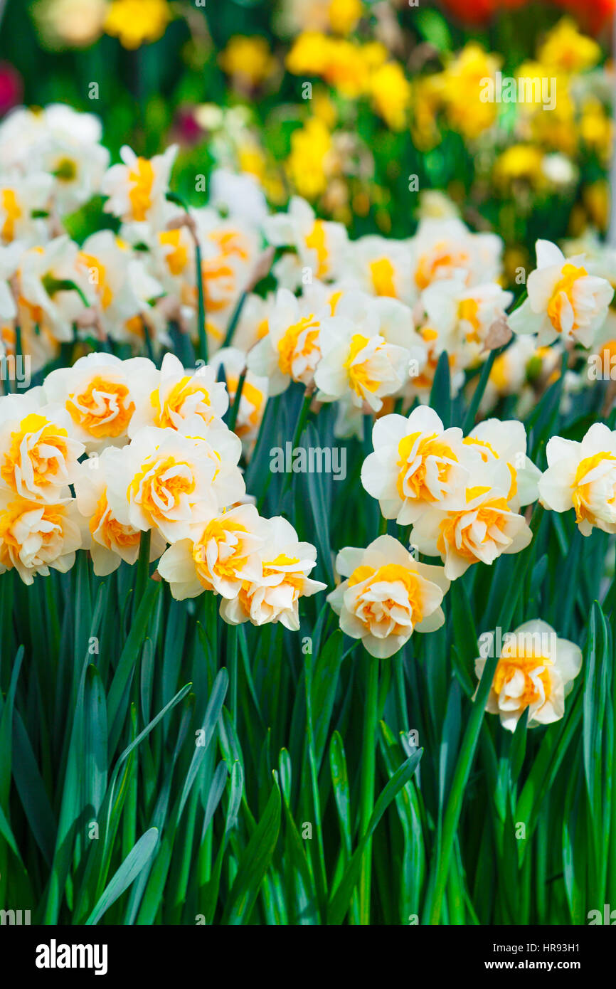 Spring flowers. Easter background Stock Photo - Alamy
