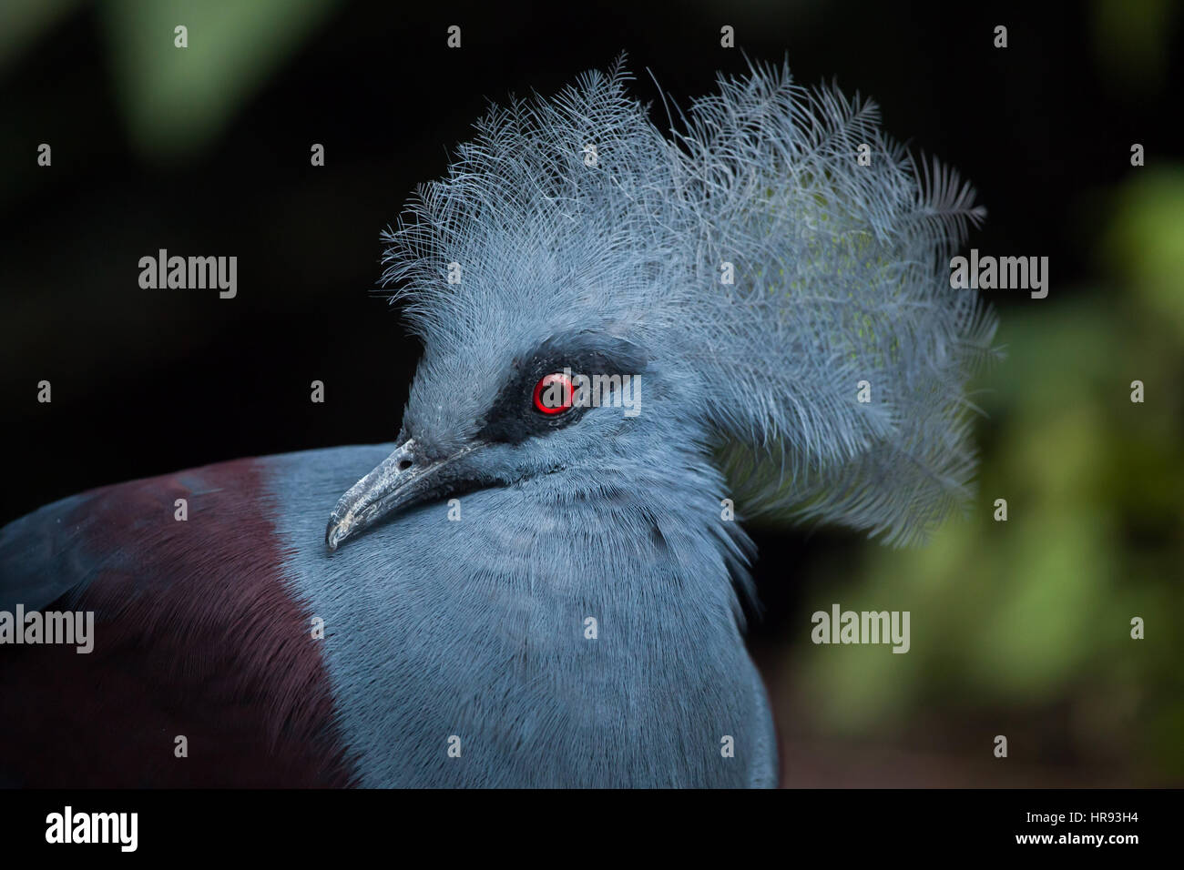 Western crowned pigeon (Goura cristata), also known as the blue crowned ...