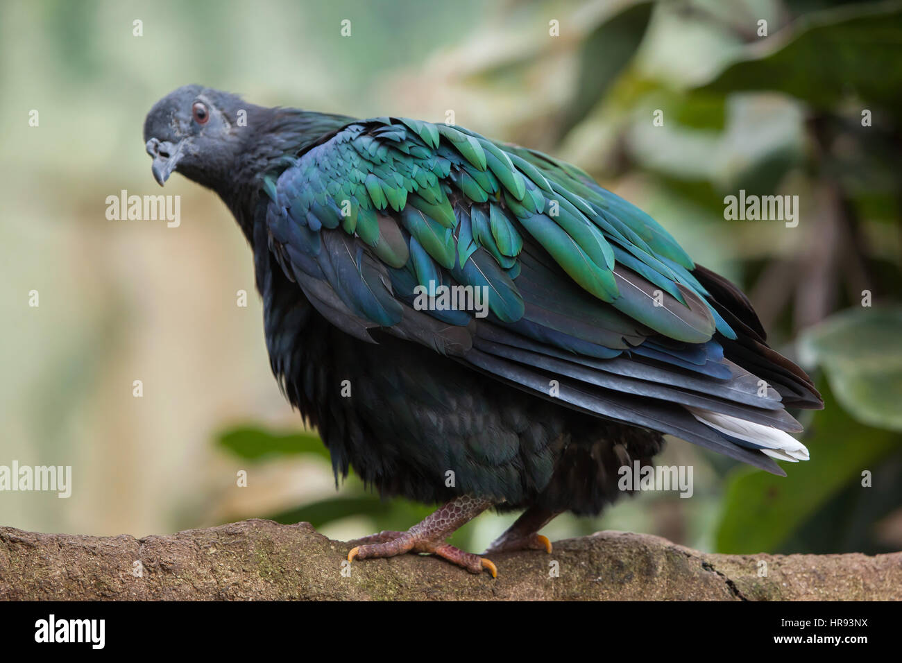 Nicobar pigeon (Caloenas nicobarica). Wildlife animal Stock Photo - Alamy