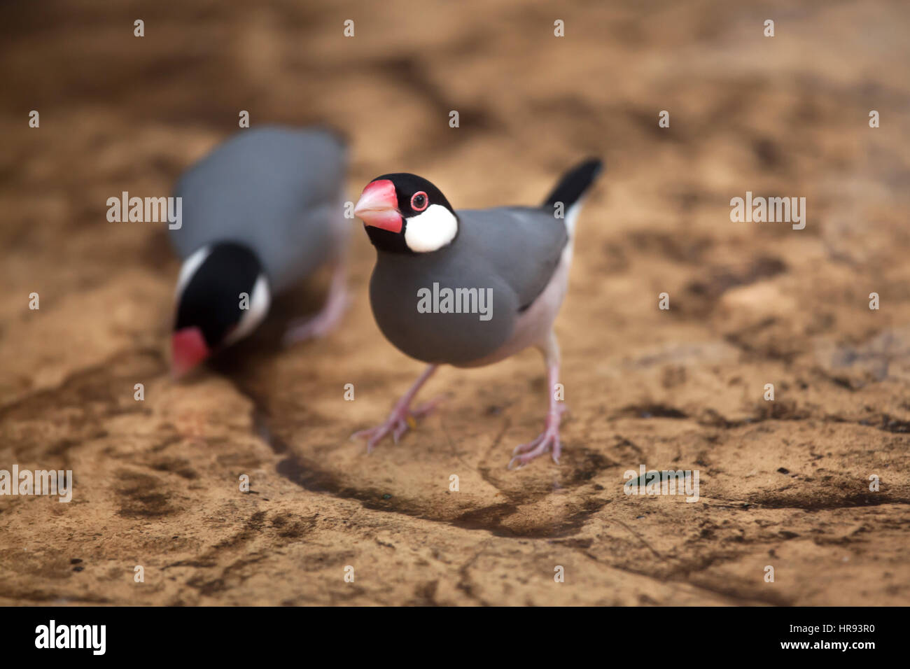 Java finch hi-res stock photography and images - Alamy