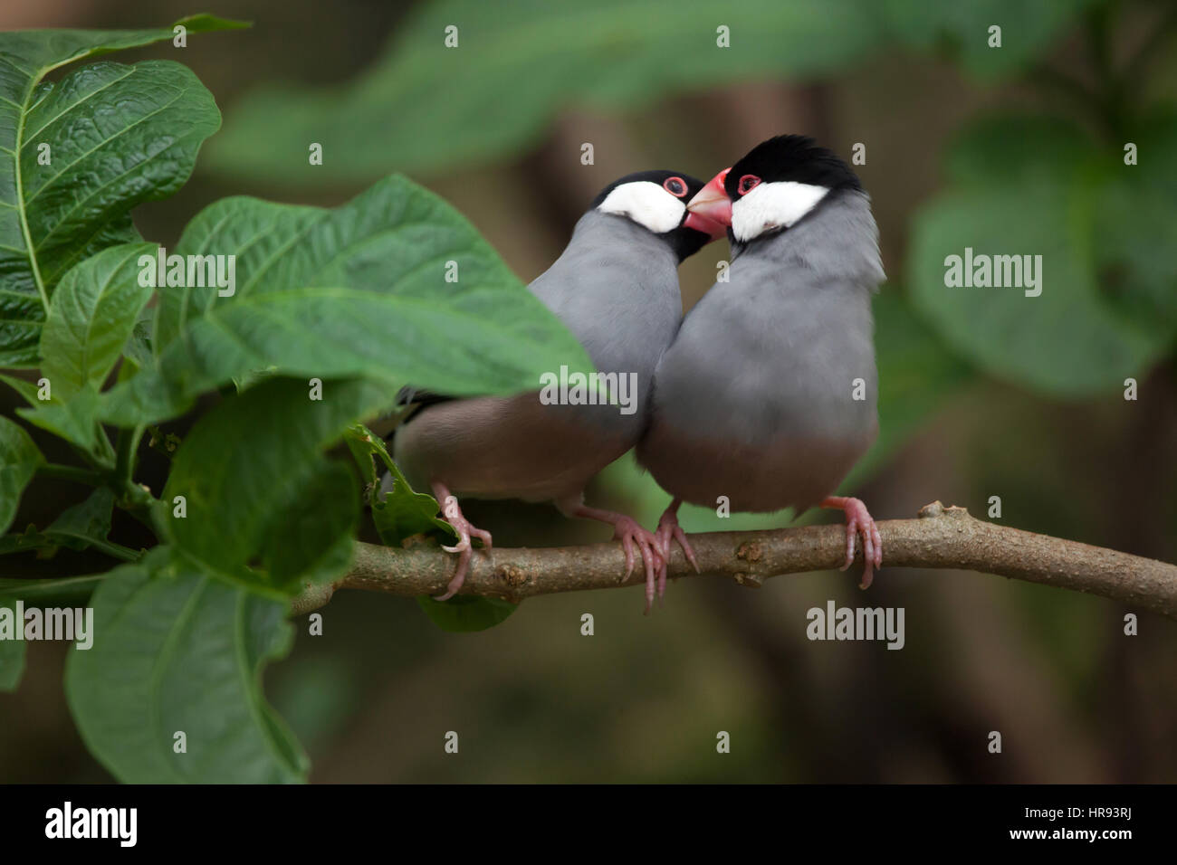 Java sparrow (Lonchura oryzivora), also known as the Java finch or Java rice sparrow Stock Photo ...