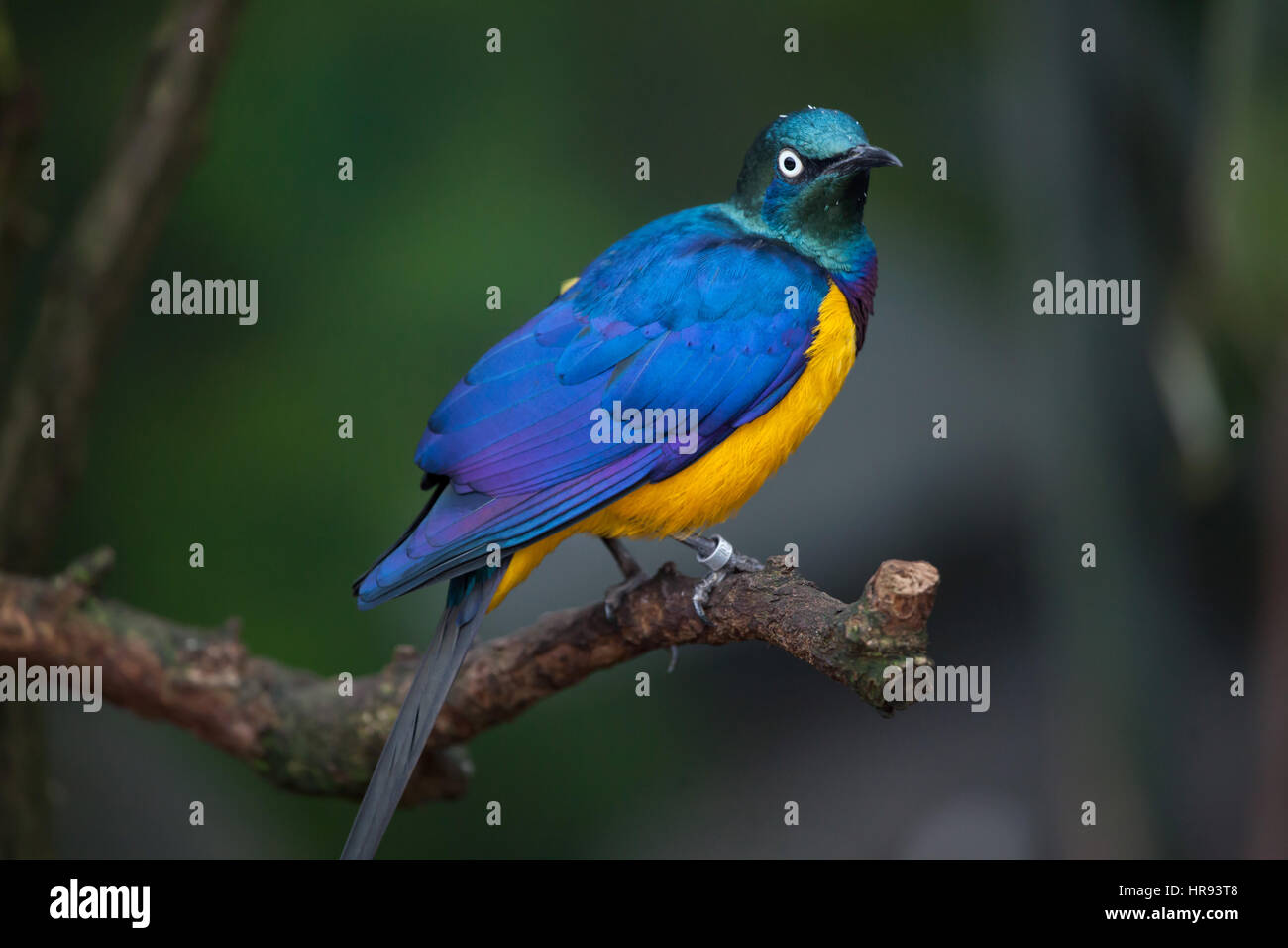 Golden-breasted starling (Lamprotornis regius), also known as the royal ...