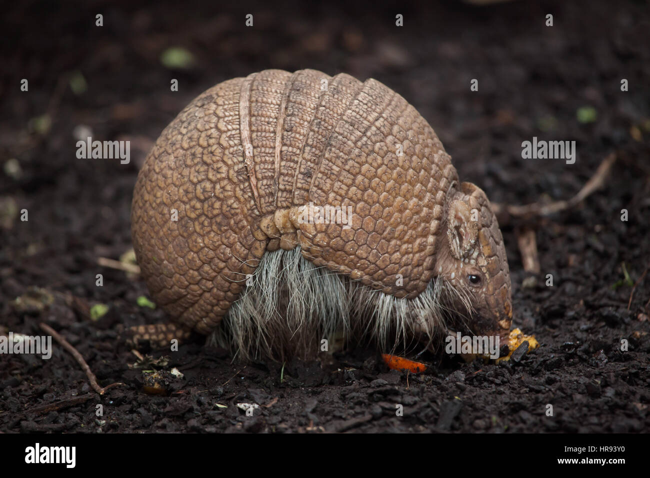 Brazil armadillos hi-res stock photography and images - Alamy