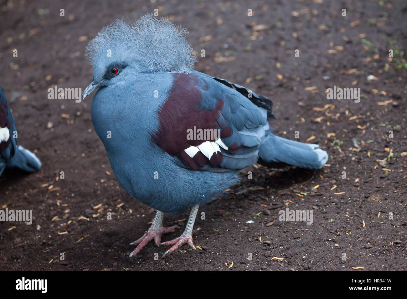 Western Crowned Pigeon