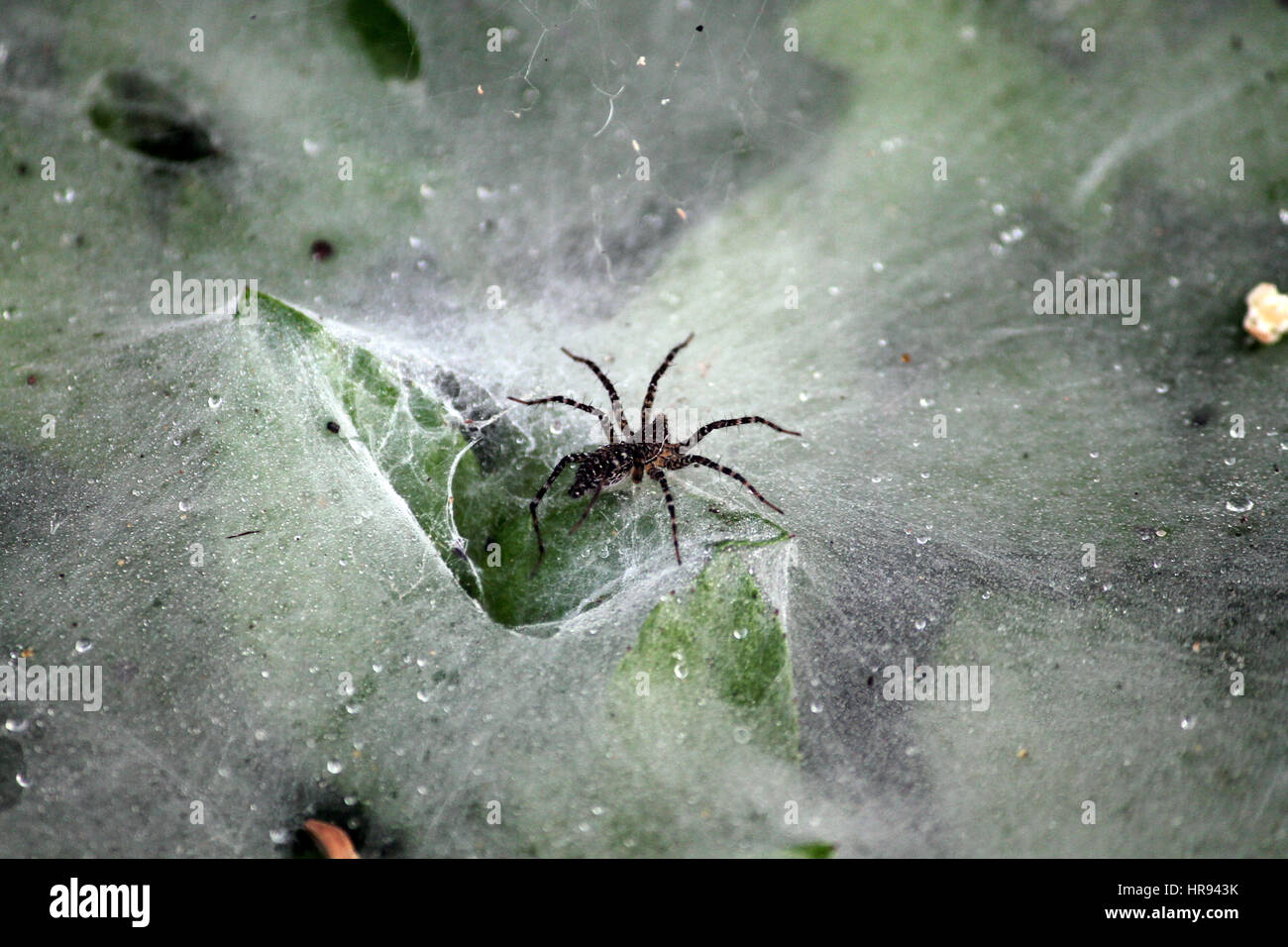 Spiders of kerala hi-res stock photography and images - Alamy