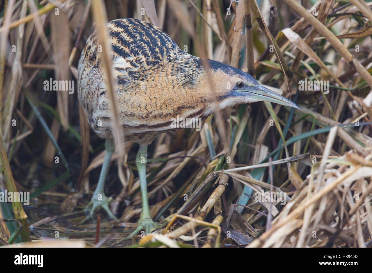 Reed beak hi-res stock photography and images - Alamy