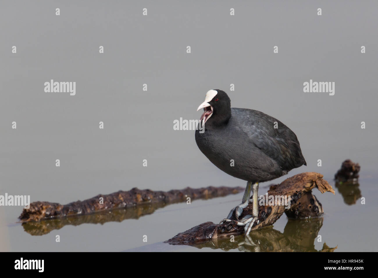 Portrait of shouting black coot (Fulica atra) standing on branch in ...