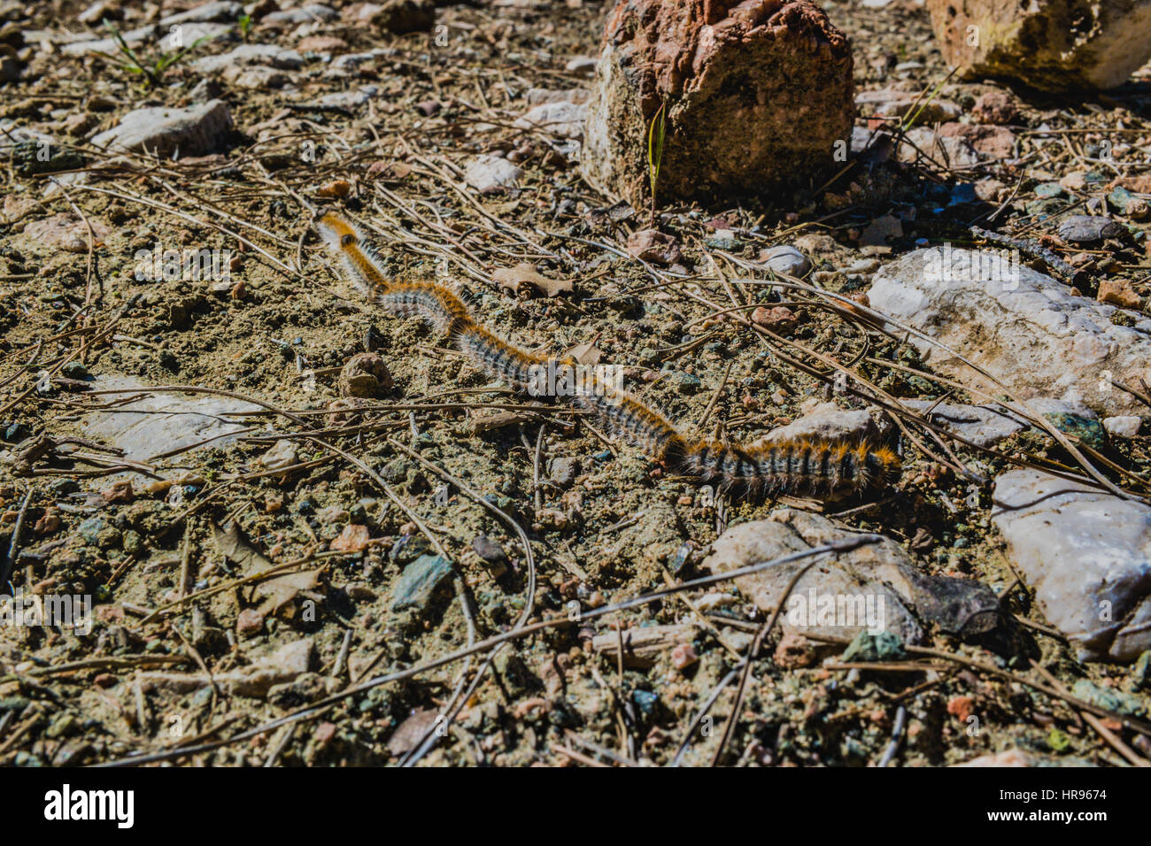 Tirtil hi-res stock photography and images - Alamy