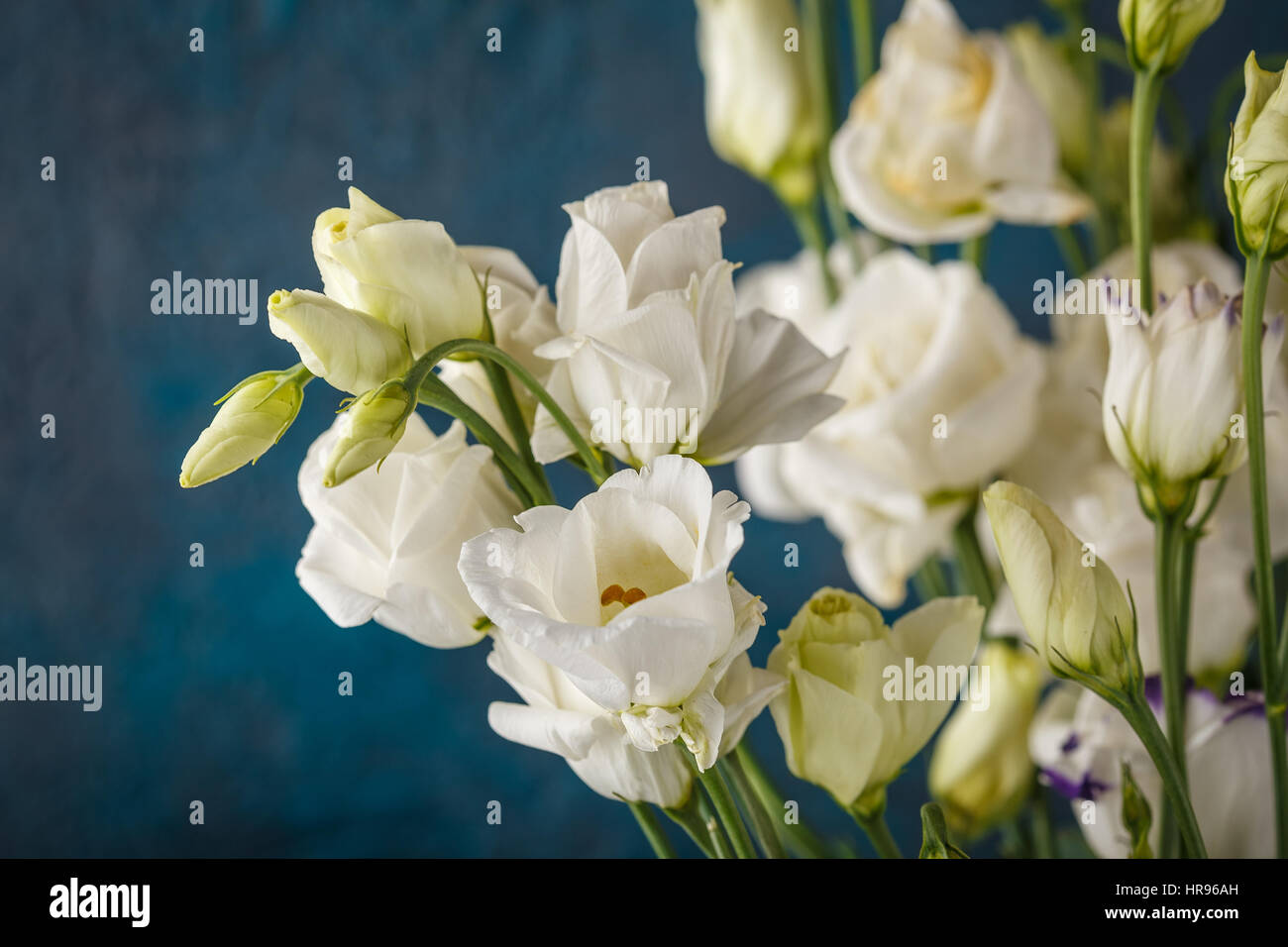 Bouquet of white eustoma flowers on dark blue background Stock Photo ...