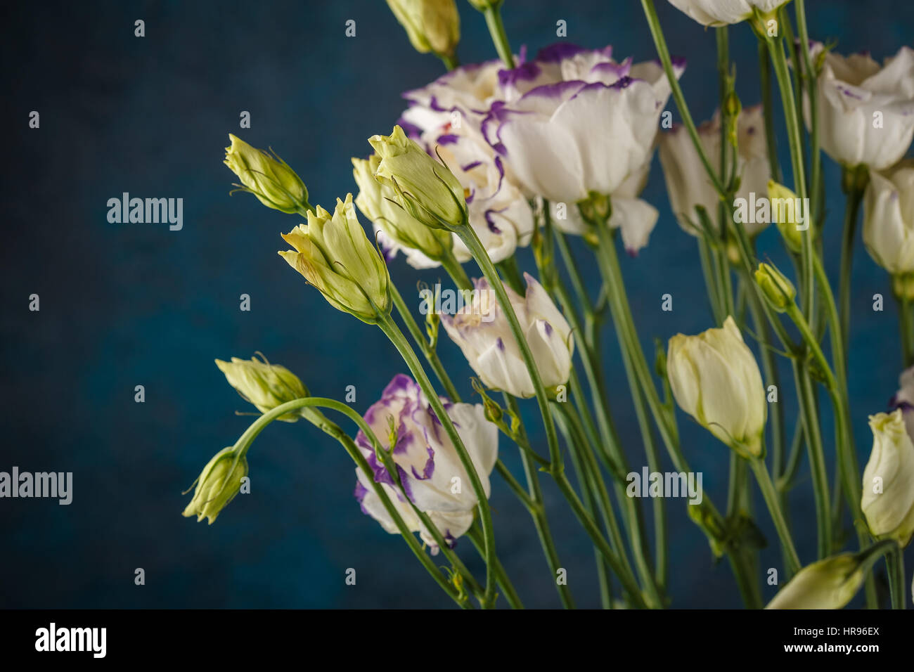 Bouquet white eustoma flowers on hi-res stock photography and images ...