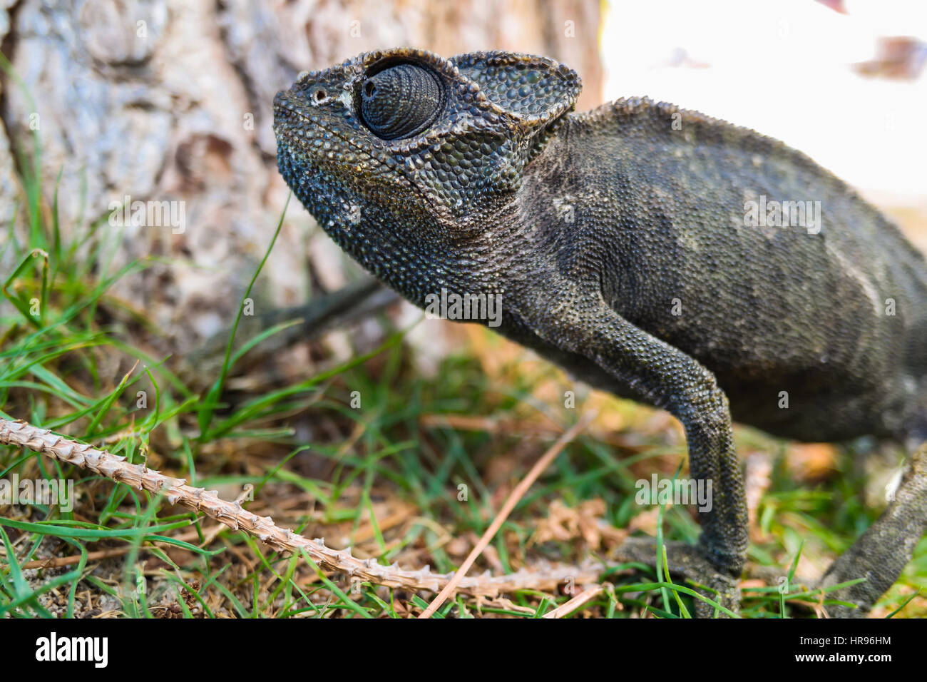 Chameleon Change Color High Resolution Stock Photography and Images - Alamy