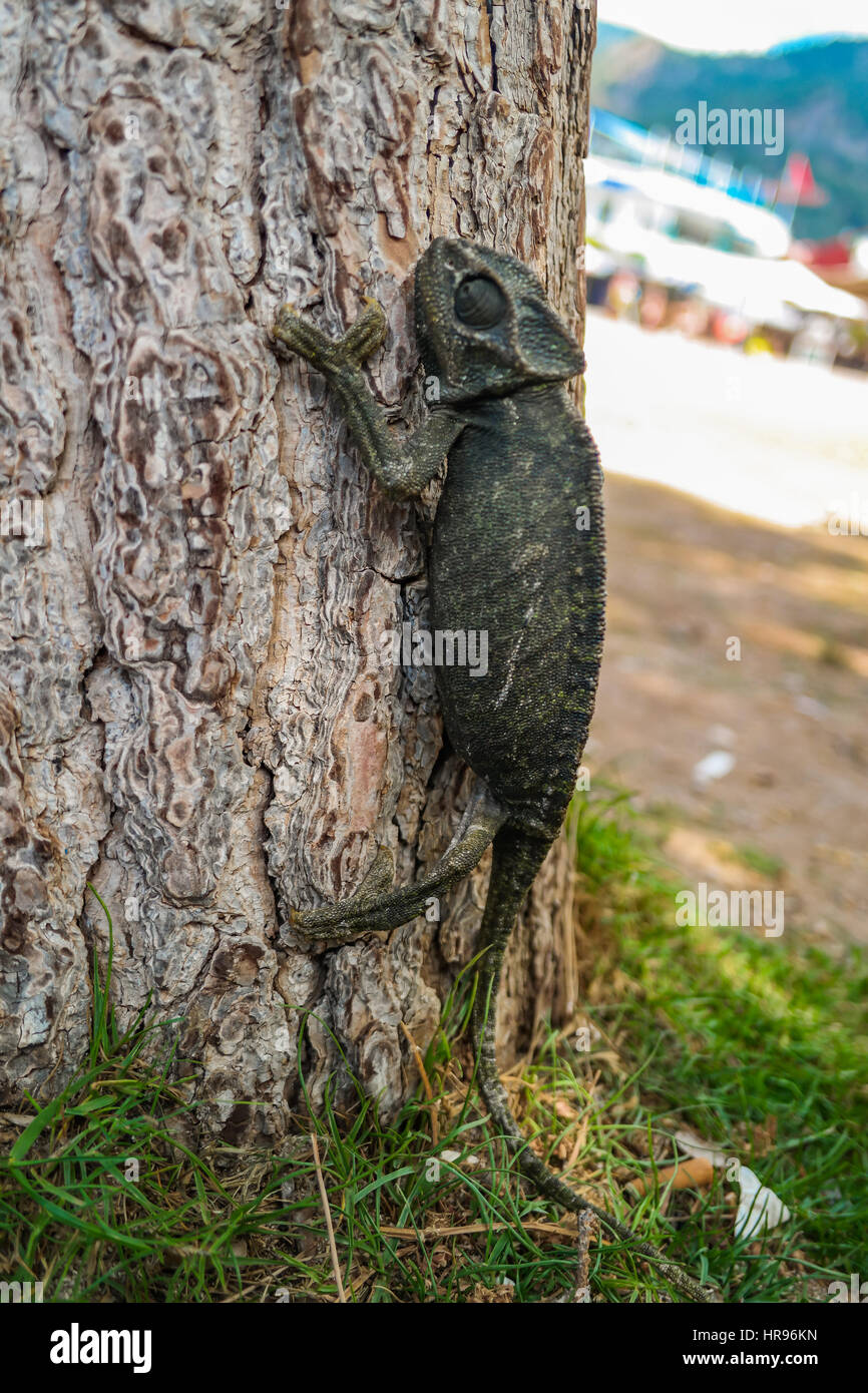 chameleon side view. bukelemun Stock Photo - Alamy