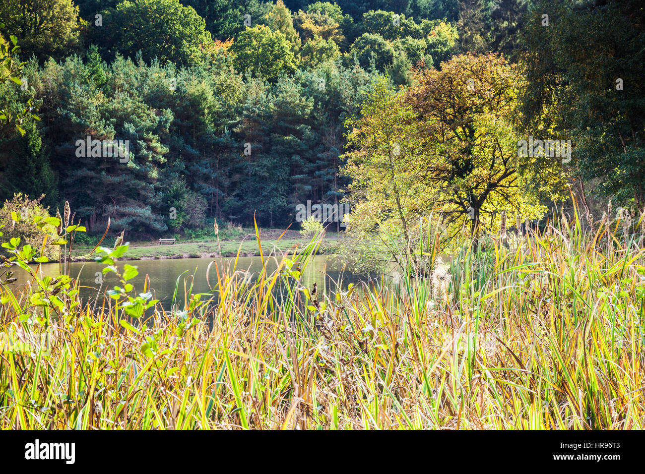 Gloucestershire england mallards pike lake hi-res stock photography and ...