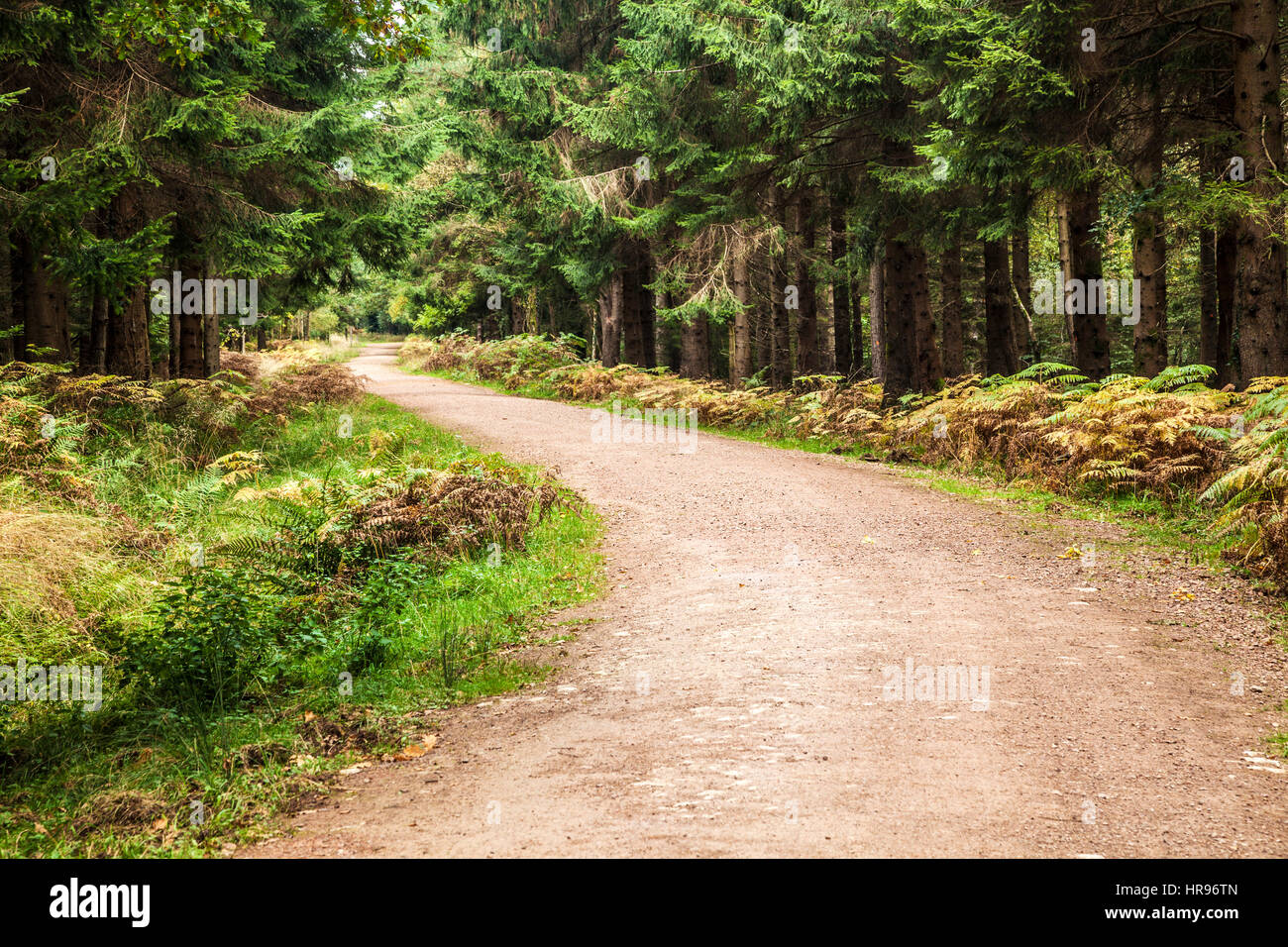 Woodland path through the Forest of Dean in Gloucestershire Stock Photo ...