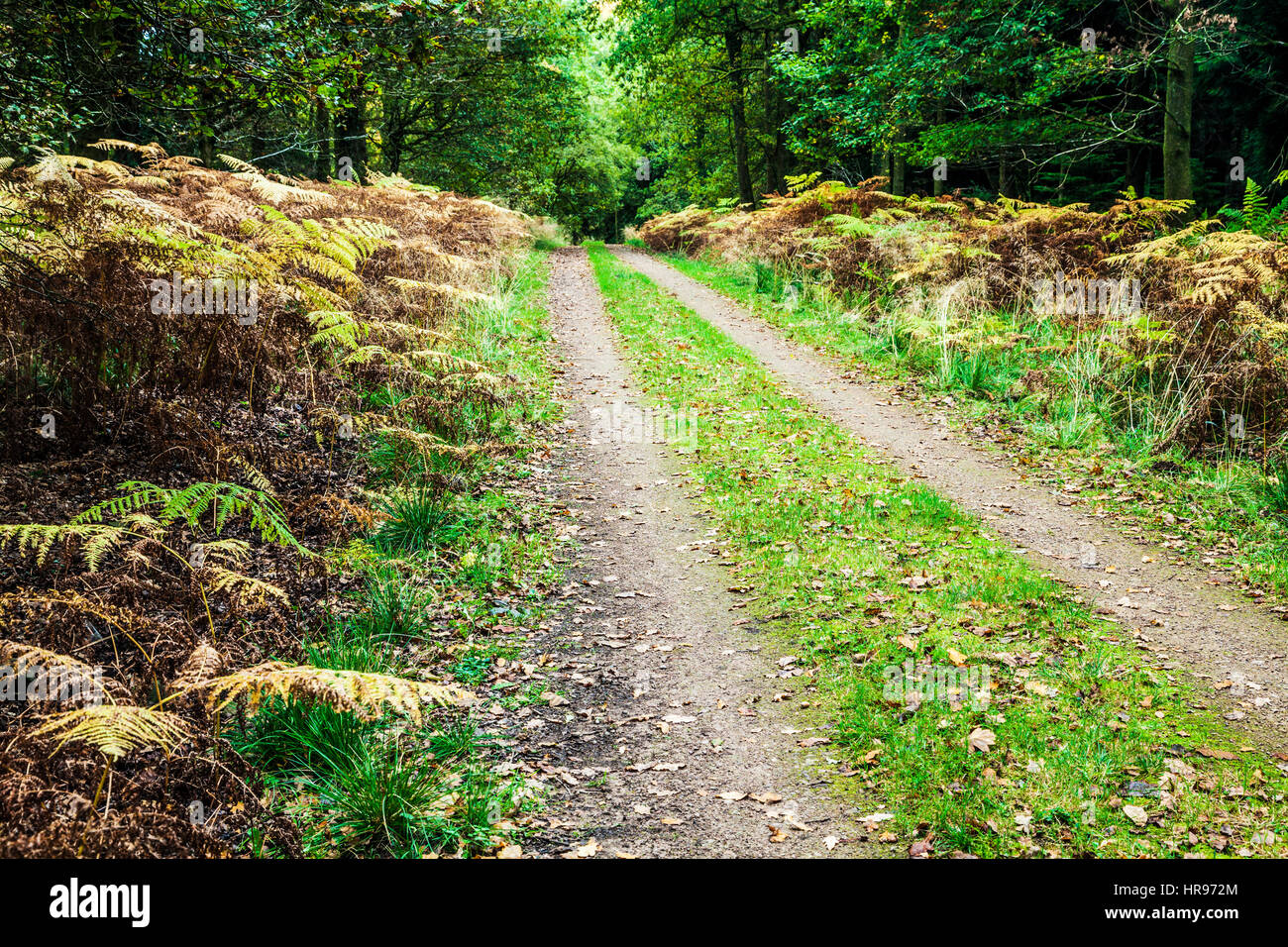 Woodland path through the Forest of Dean in Gloucestershire Stock Photo ...