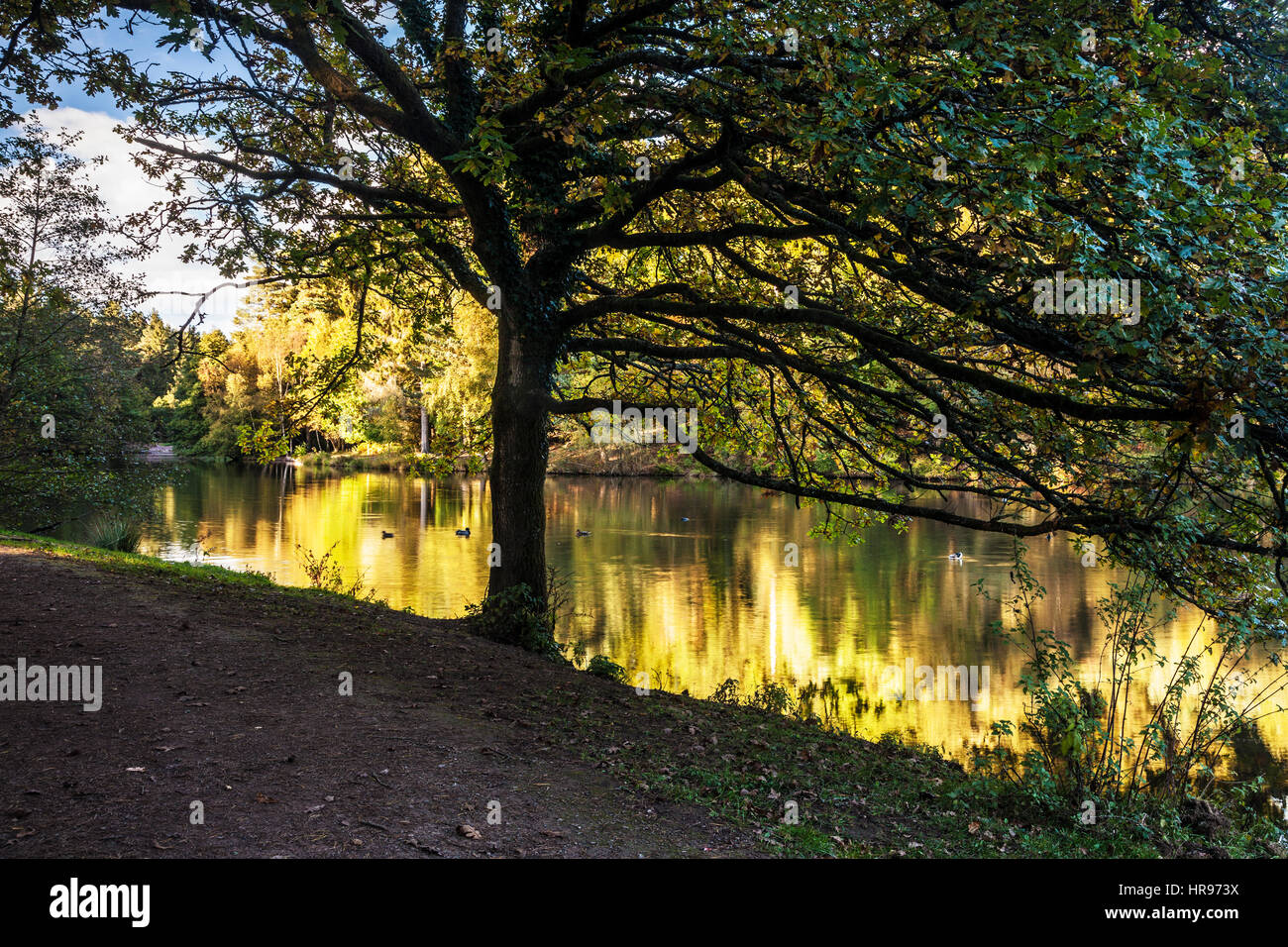 Mallards pike in forest dean hi-res stock photography and images - Alamy