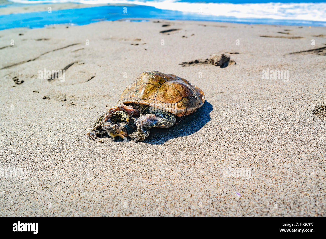Dead turtle hi-res stock photography and images - Alamy