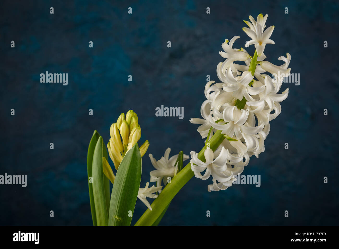 White beautiful hyacinth on a dark blue background Stock Photo - Alamy