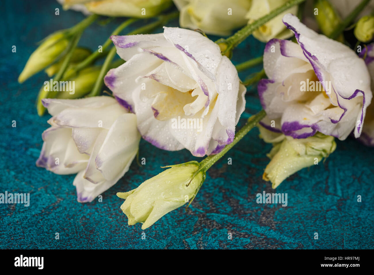 Bouquet of white eustoma flowers on dark blue background Stock Photo ...