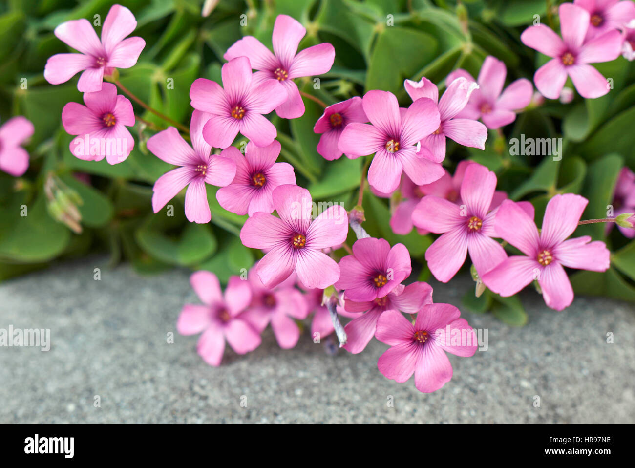 Oxalis articulate close up Stock Photo - Alamy