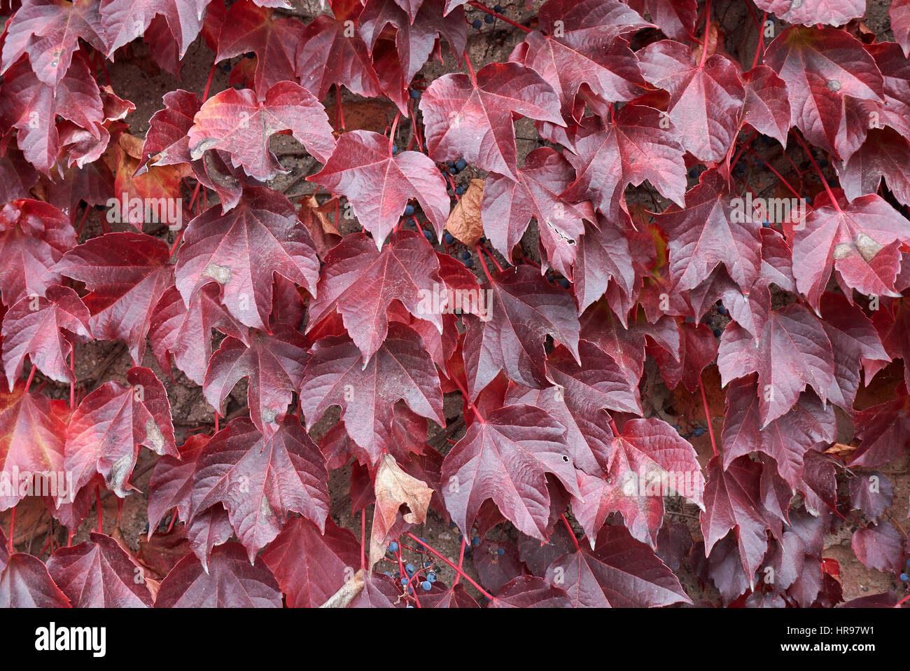 parthenocissus tricuspidata in autumn Stock Photo - Alamy