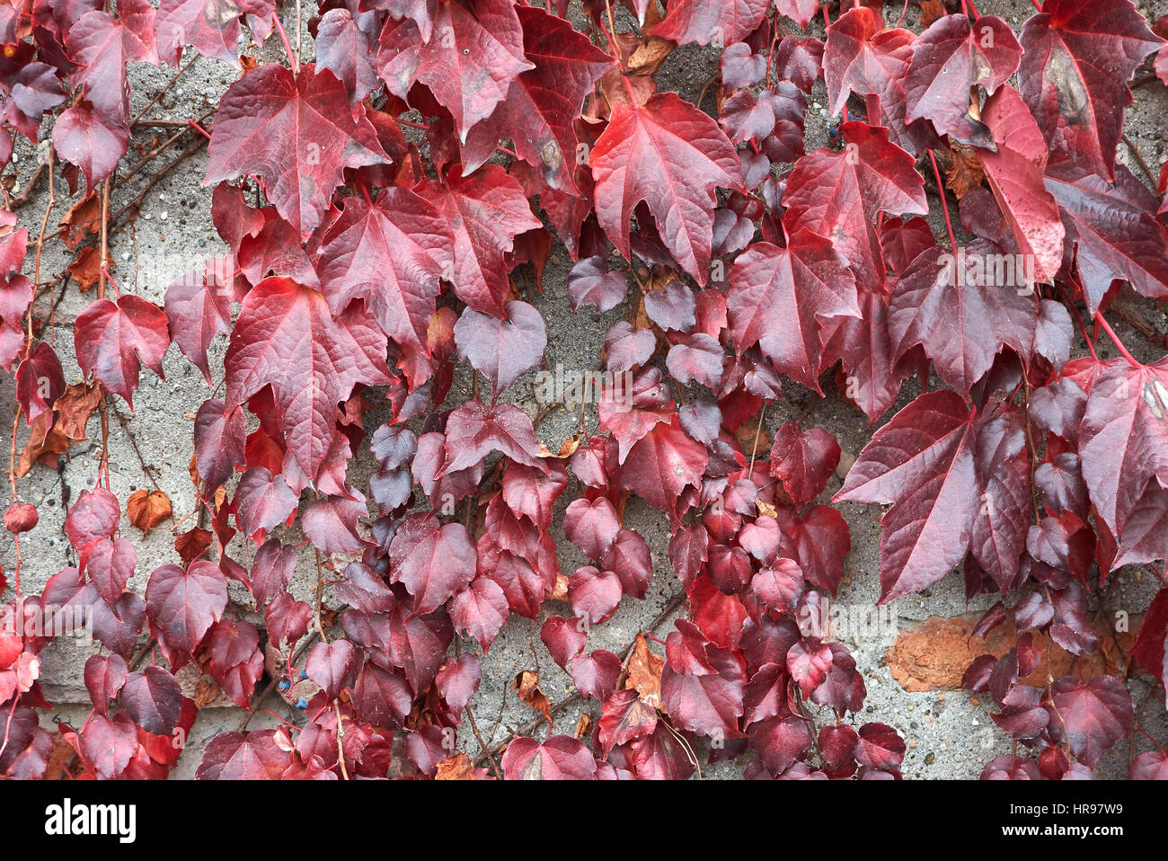 parthenocissus tricuspidata in autumn Stock Photo - Alamy