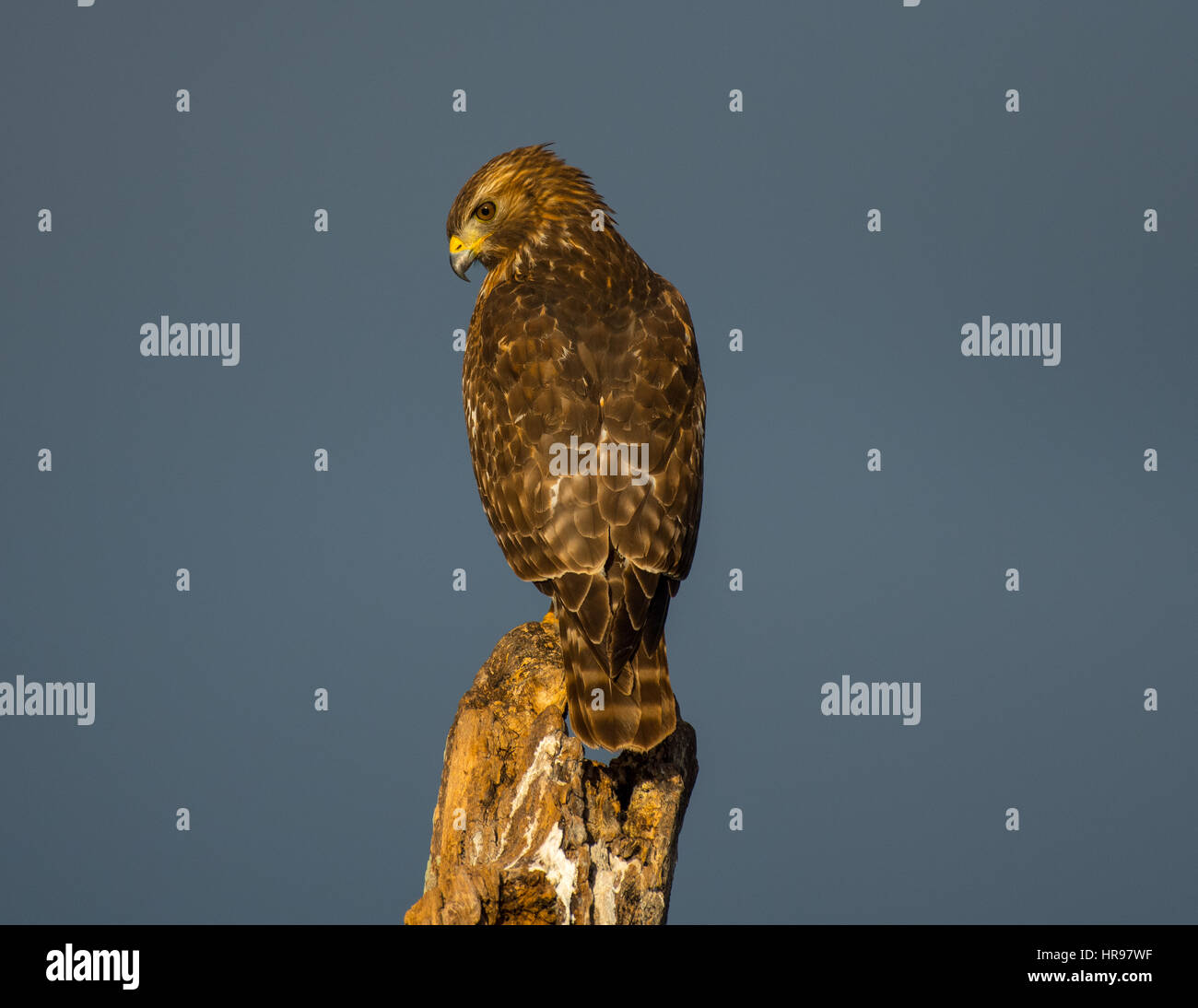 Portrait red shouldered hawk hi-res stock photography and images - Alamy